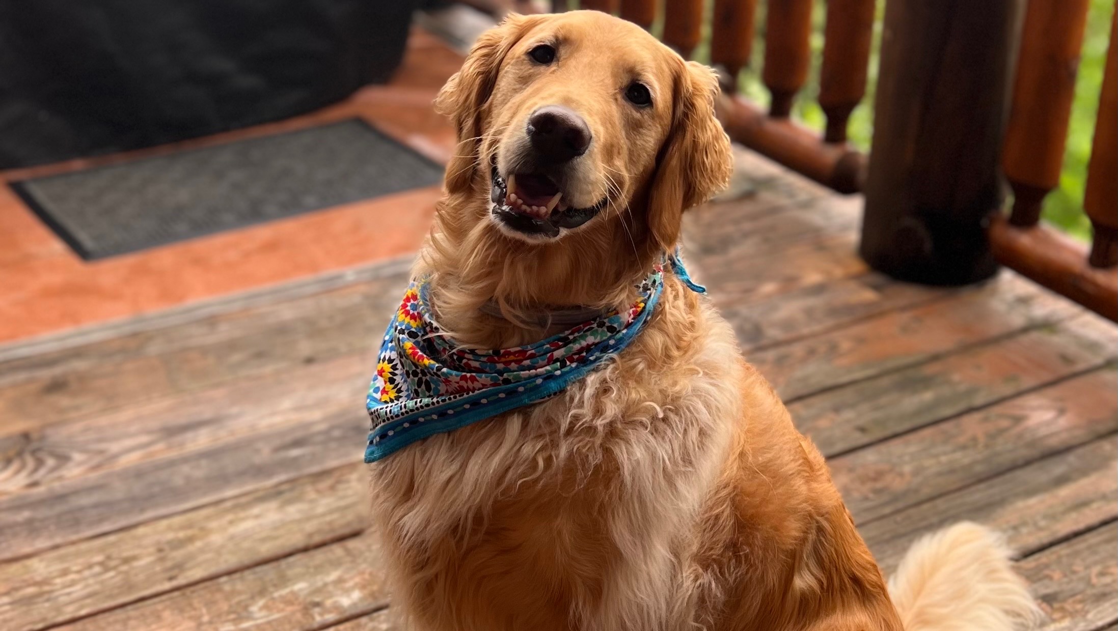 Fundraiser by Angela Kessler : Sunny come home!