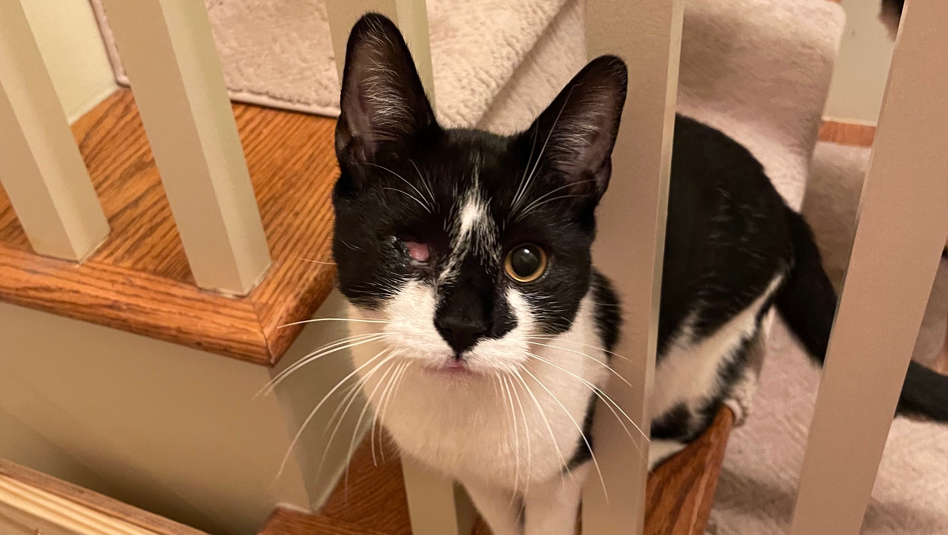 Fundraiser by Nick Simonelli : Bentley needs an eye enucleation