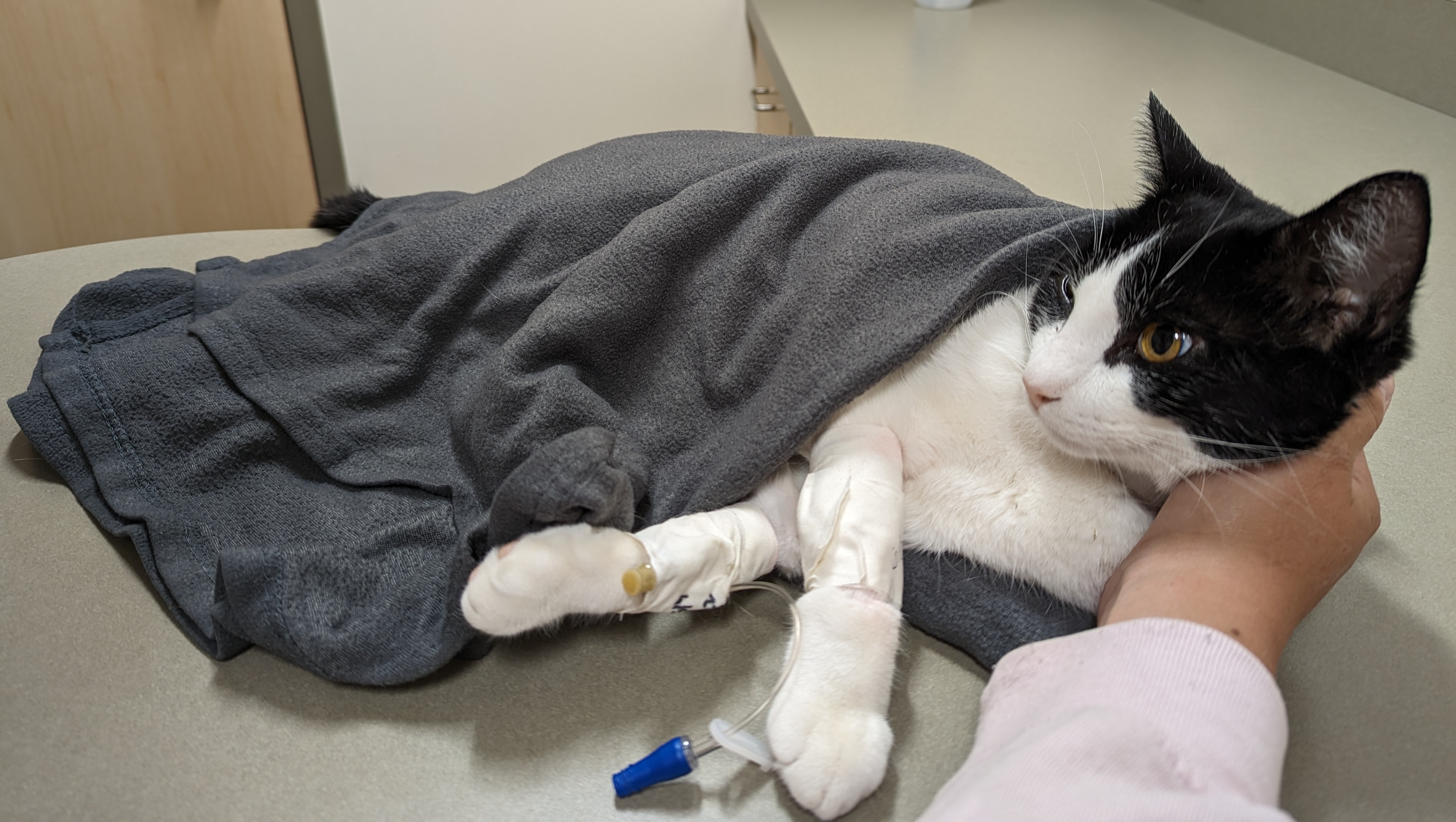 Fundraiser by Andi C : Emergency surgery for Rook