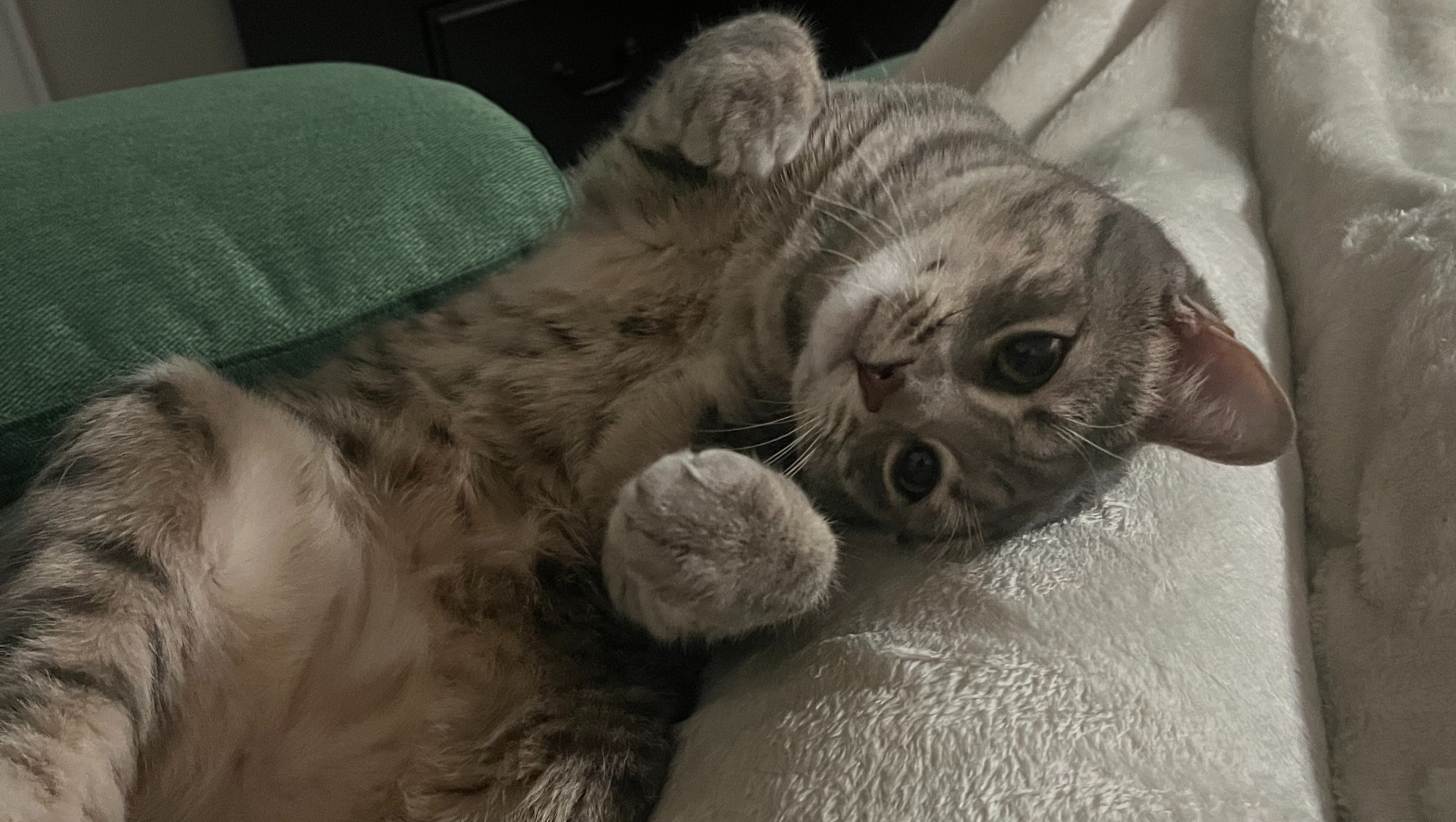 Fundraiser by Mattea Mosca : Save Tuna's life from FIP