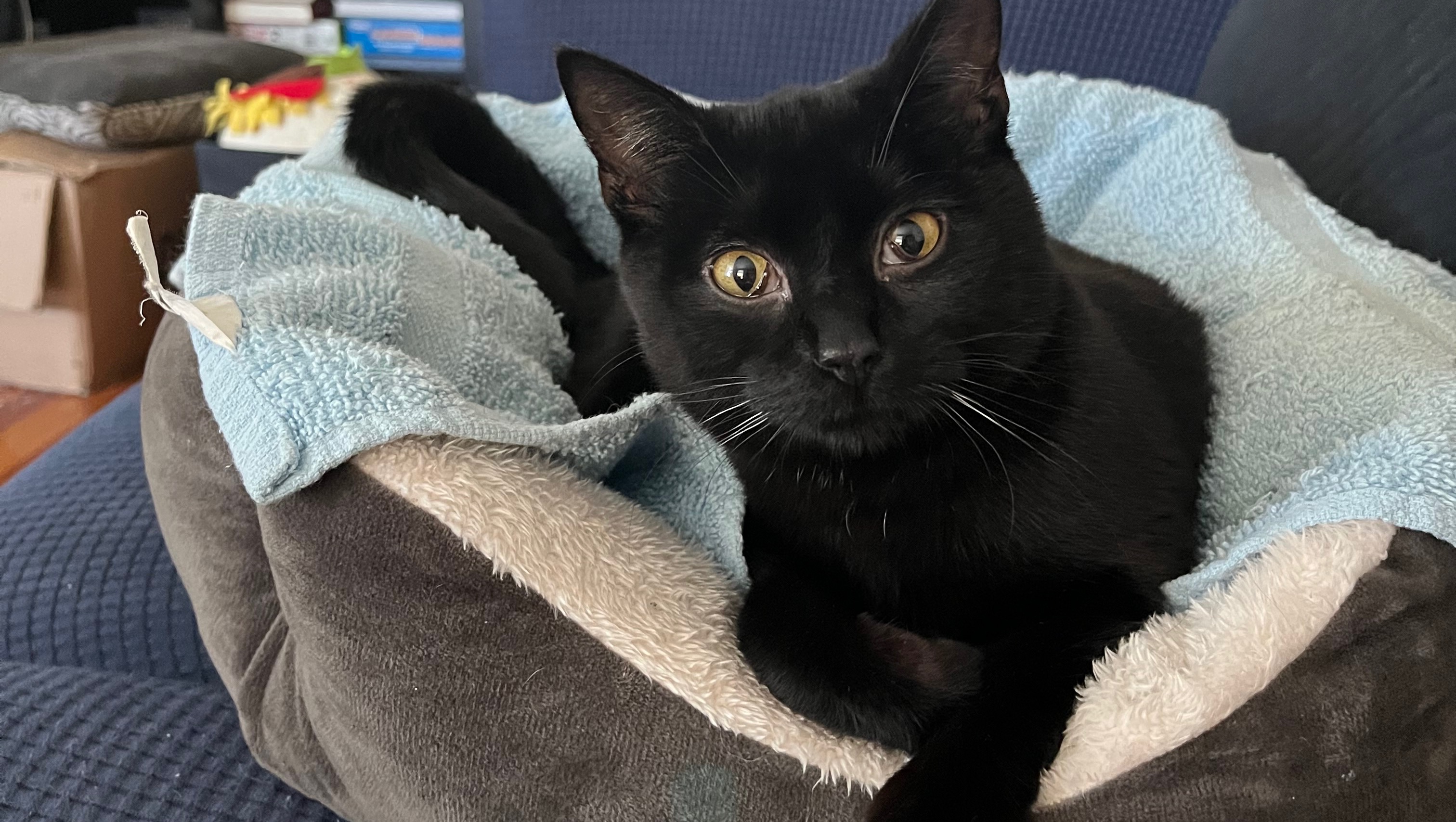 Fundraiser by Erica Nadler : Help Diego Fight FIP Disease!