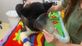 Fundraiser by Amy Mardis Gray : Animals Surviving Structure Fires Vet Care