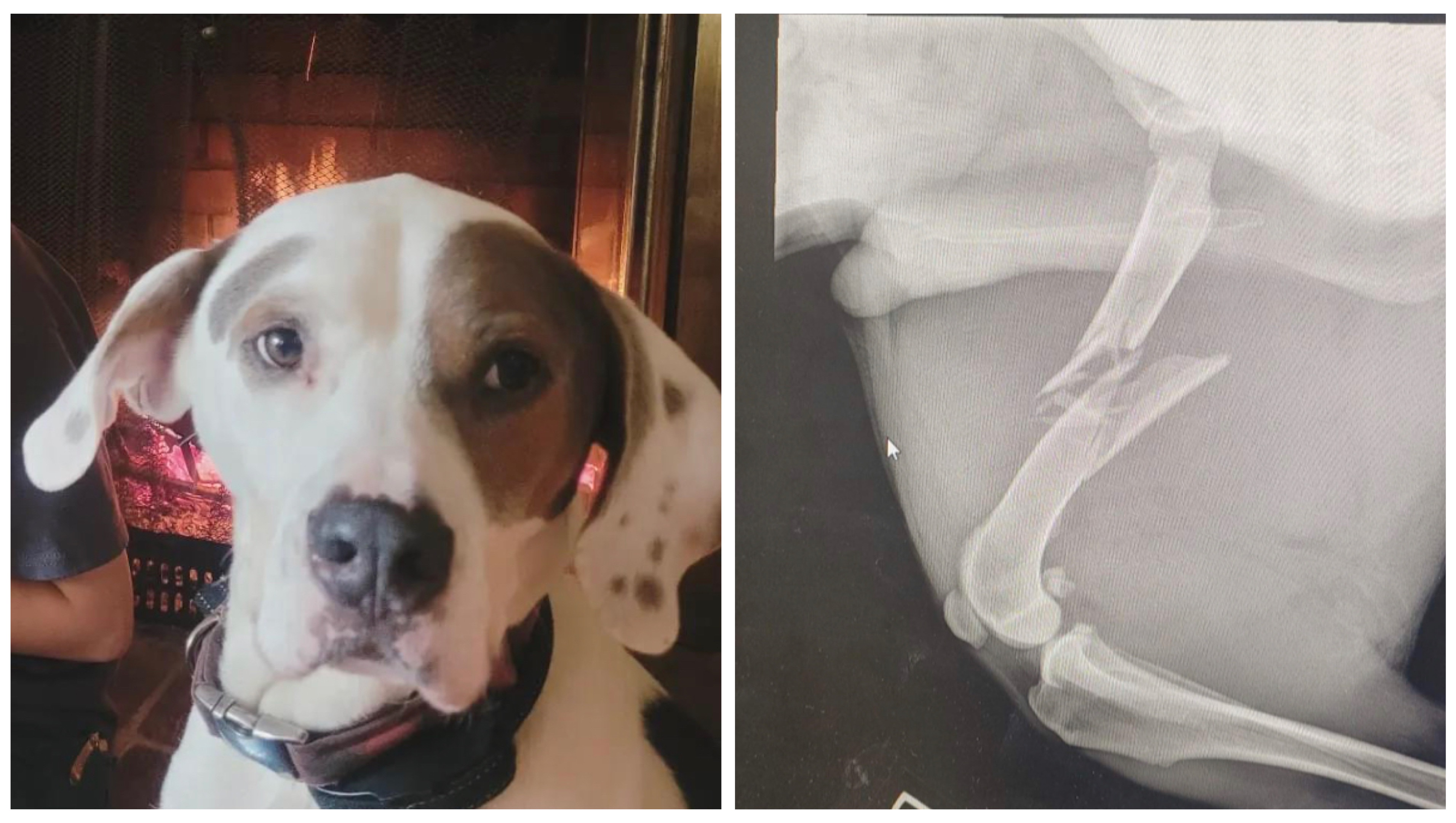 Fundraiser for Jennifer McCleary by Lindsey Meadows : Storm needs an ...