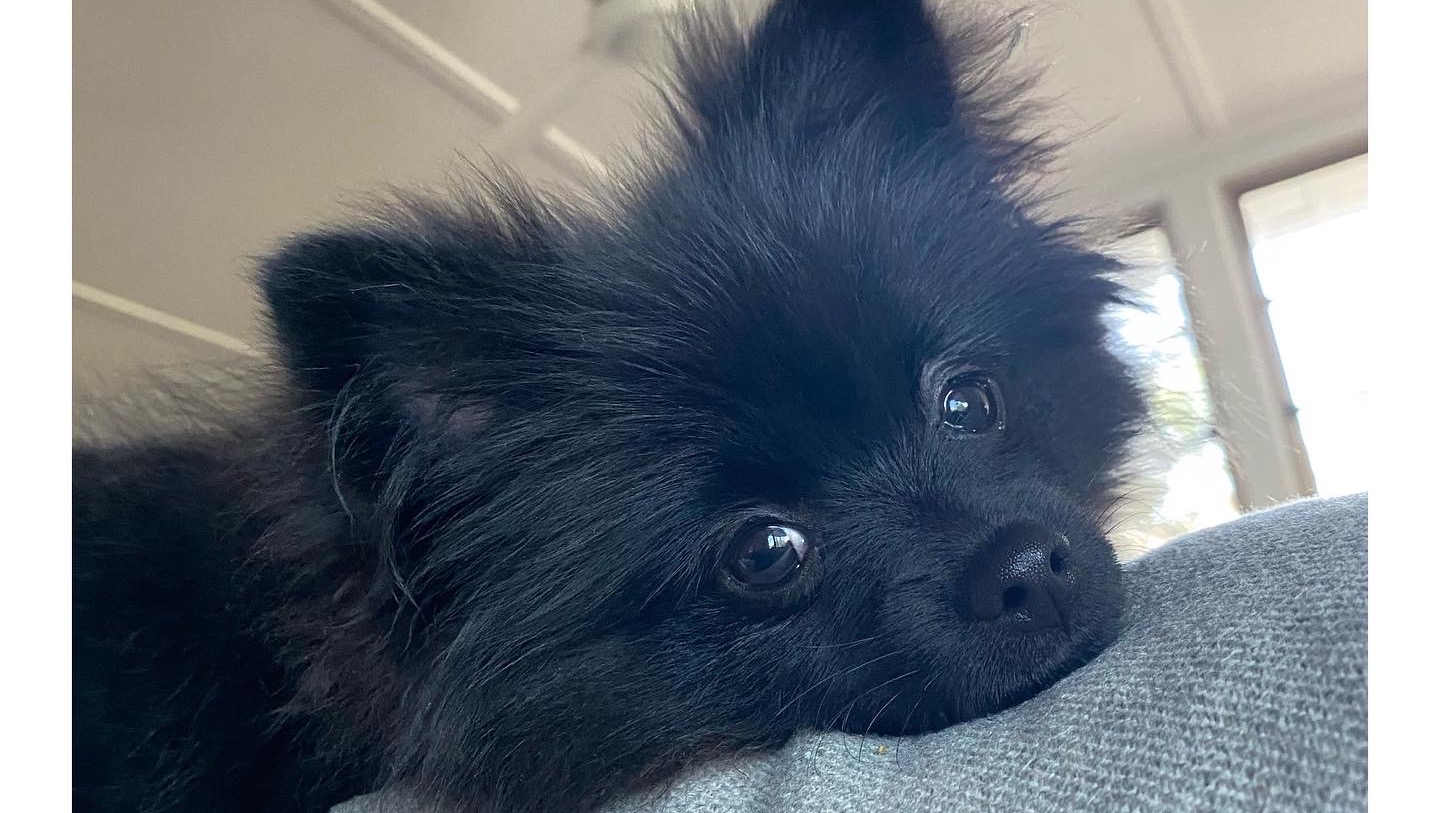 Fundraiser by Hayden Stapleton : Help Maisy Keep Her Leg ️‍
