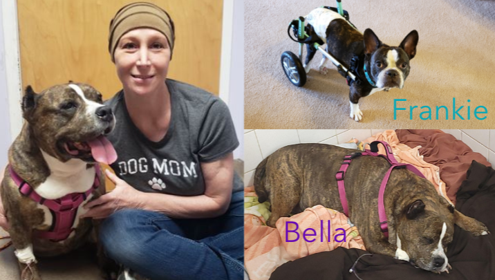 Fundraiser by Melinda Boyer : Melinda, Bella & Frankie - Stronger together