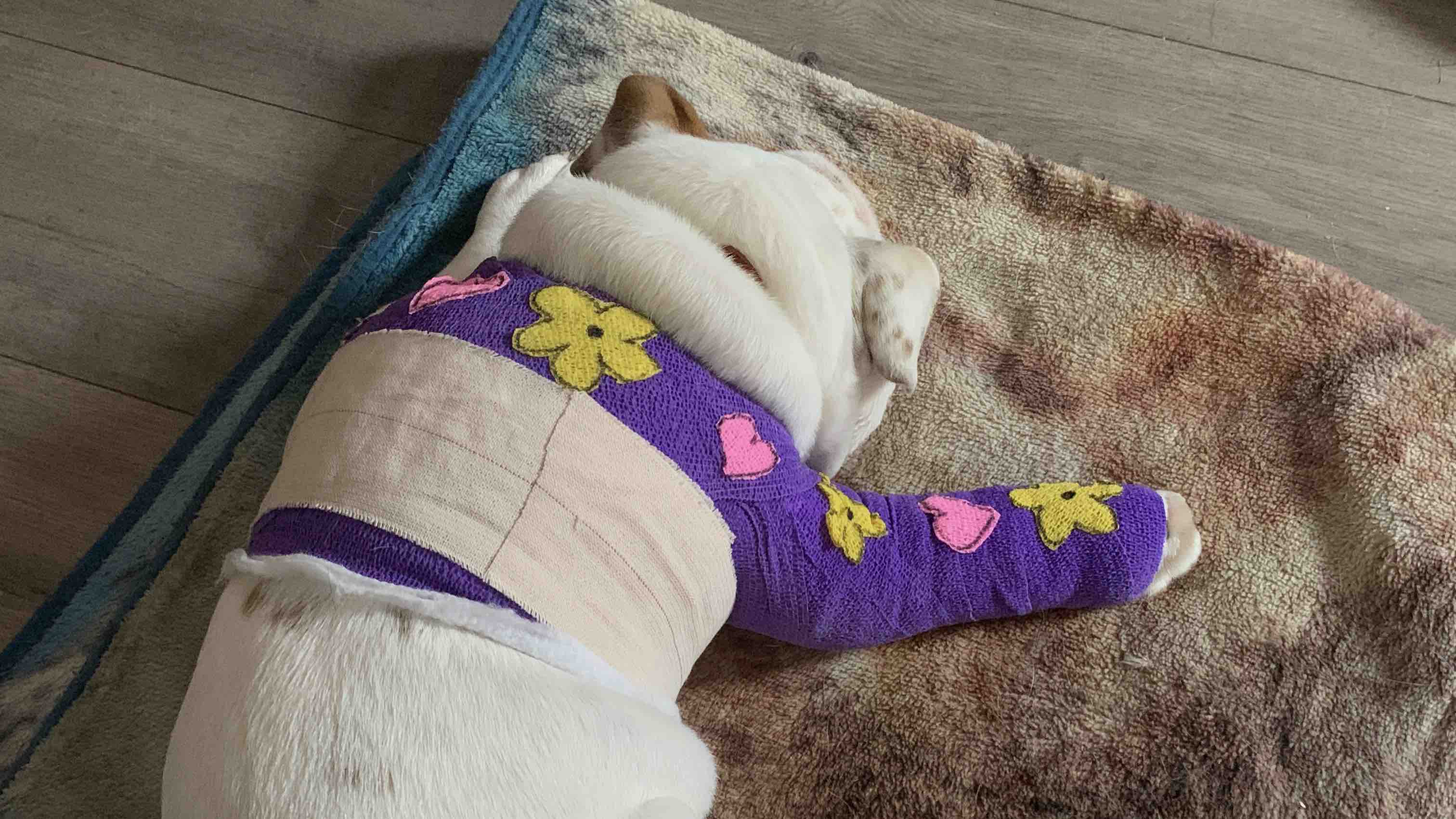 Fundraiser for Donna Kelly by Layla Holmes : URGENT!! Help Stella Get ...