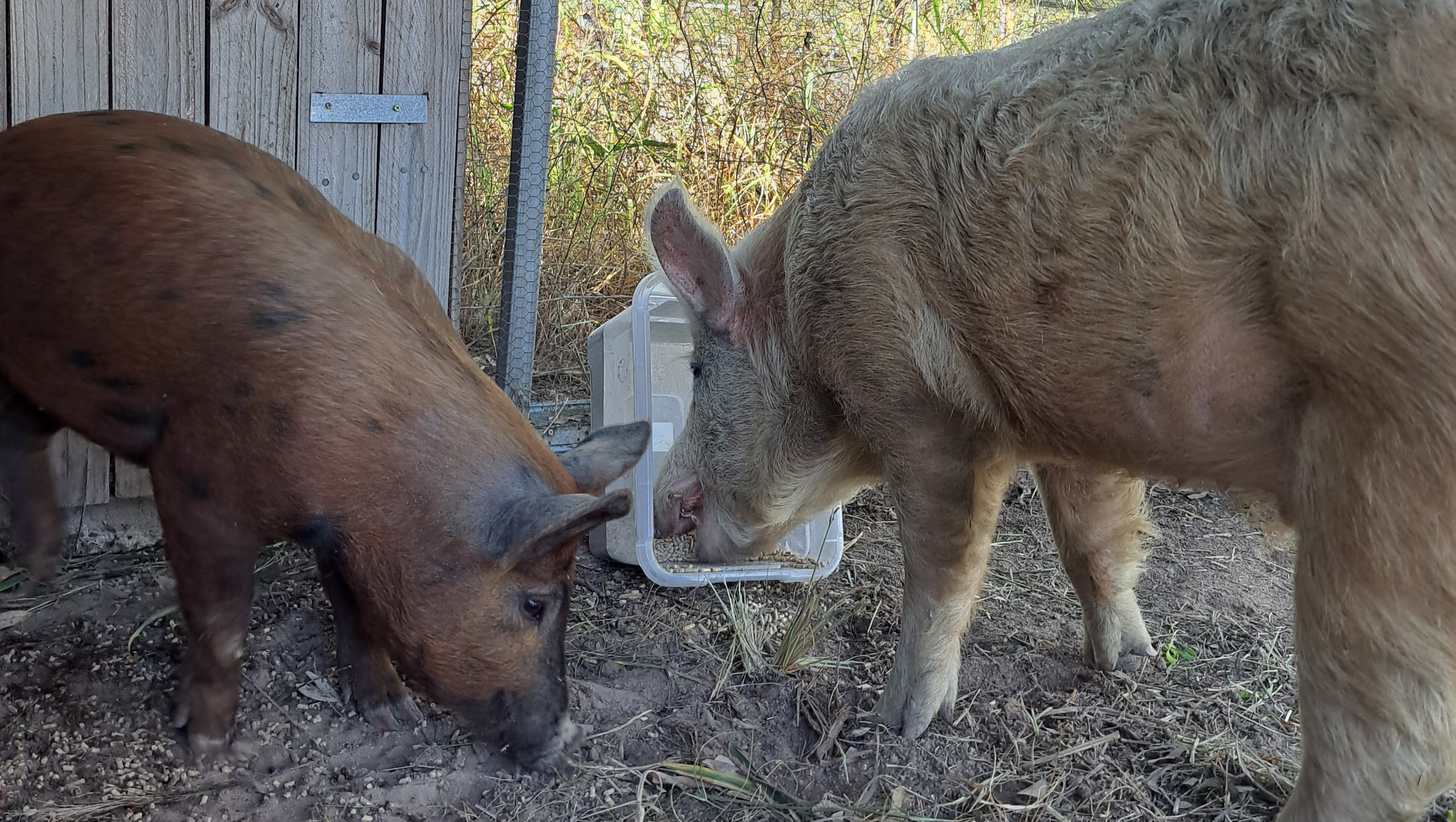 Fundraiser by Gem Stone : Save Ludpig Van Beethooven, Freckles & Velvet