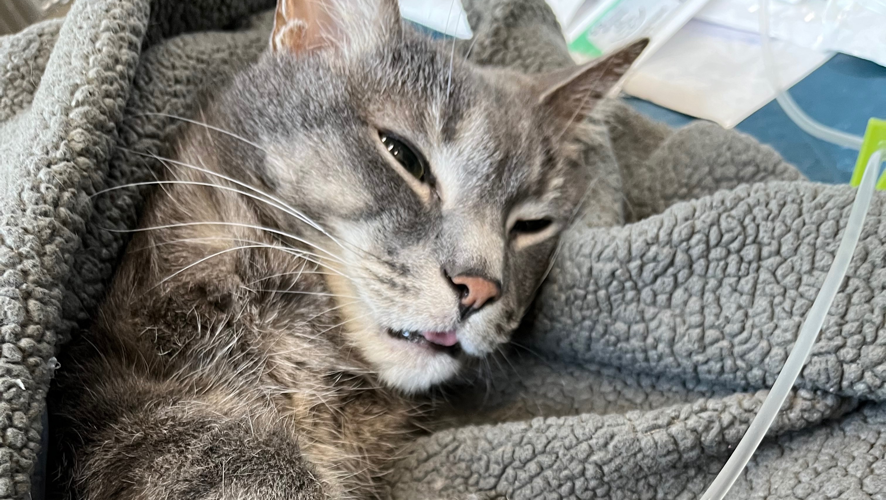 Fundraiser for Rebecca Ankiewicz by Elisabeth Cheney : Save Becky ...