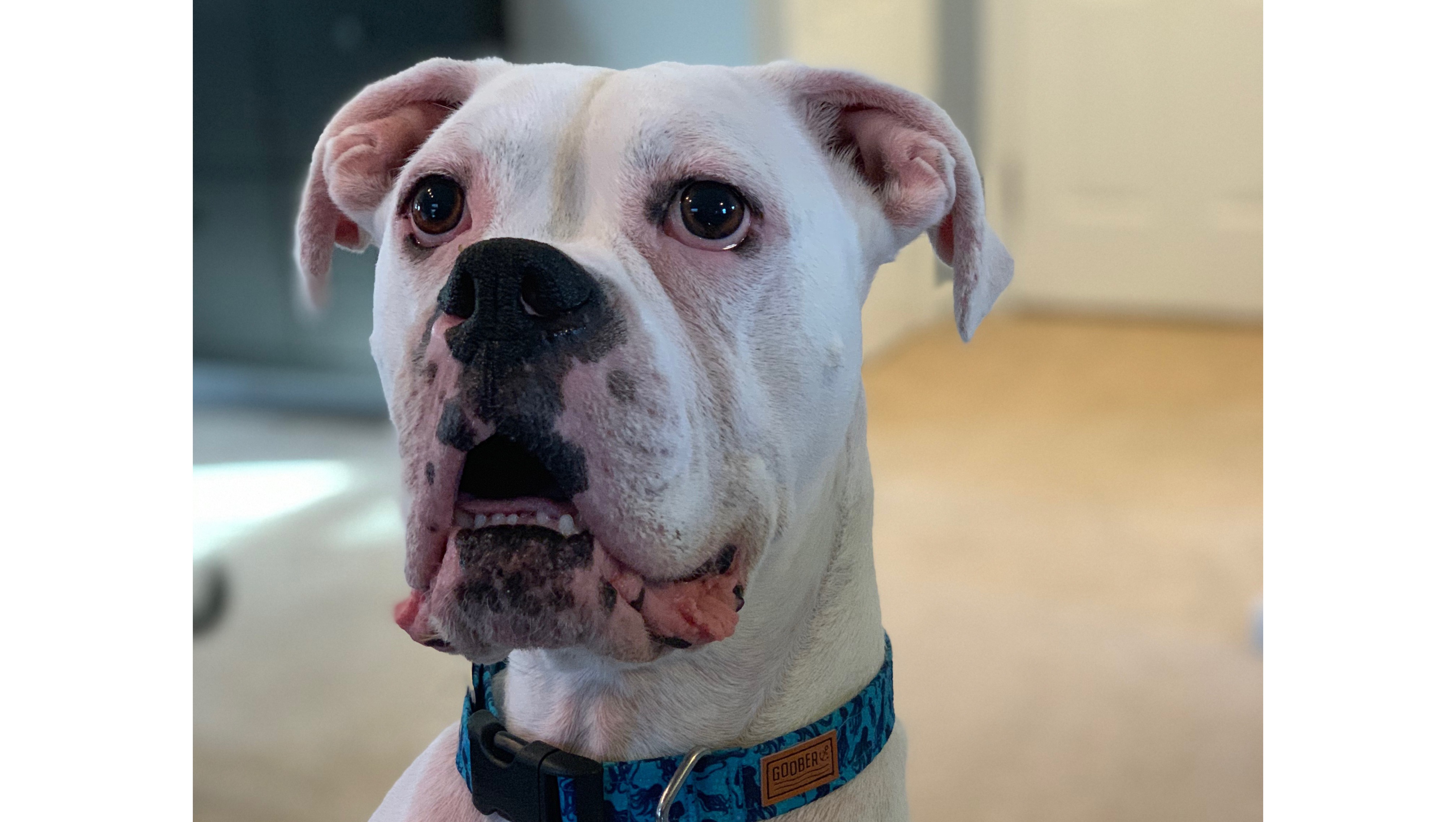 Fundraiser by Ariana Rahman : Squid's Cancer Treatment