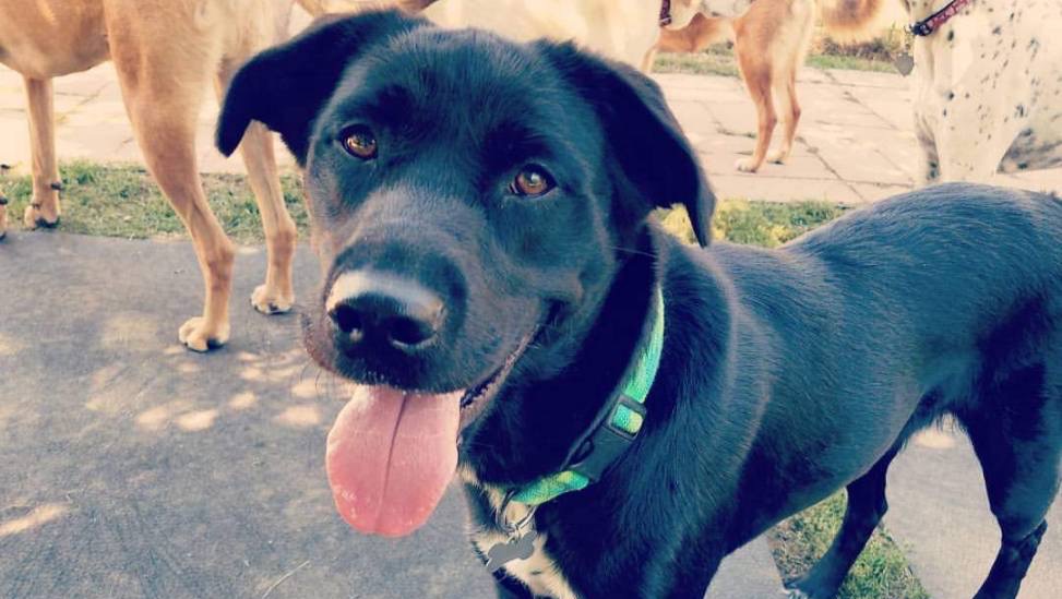 Fundraiser for Kathryn Ager by Curtis Arnett : Help Fund Snoopy's Surgery