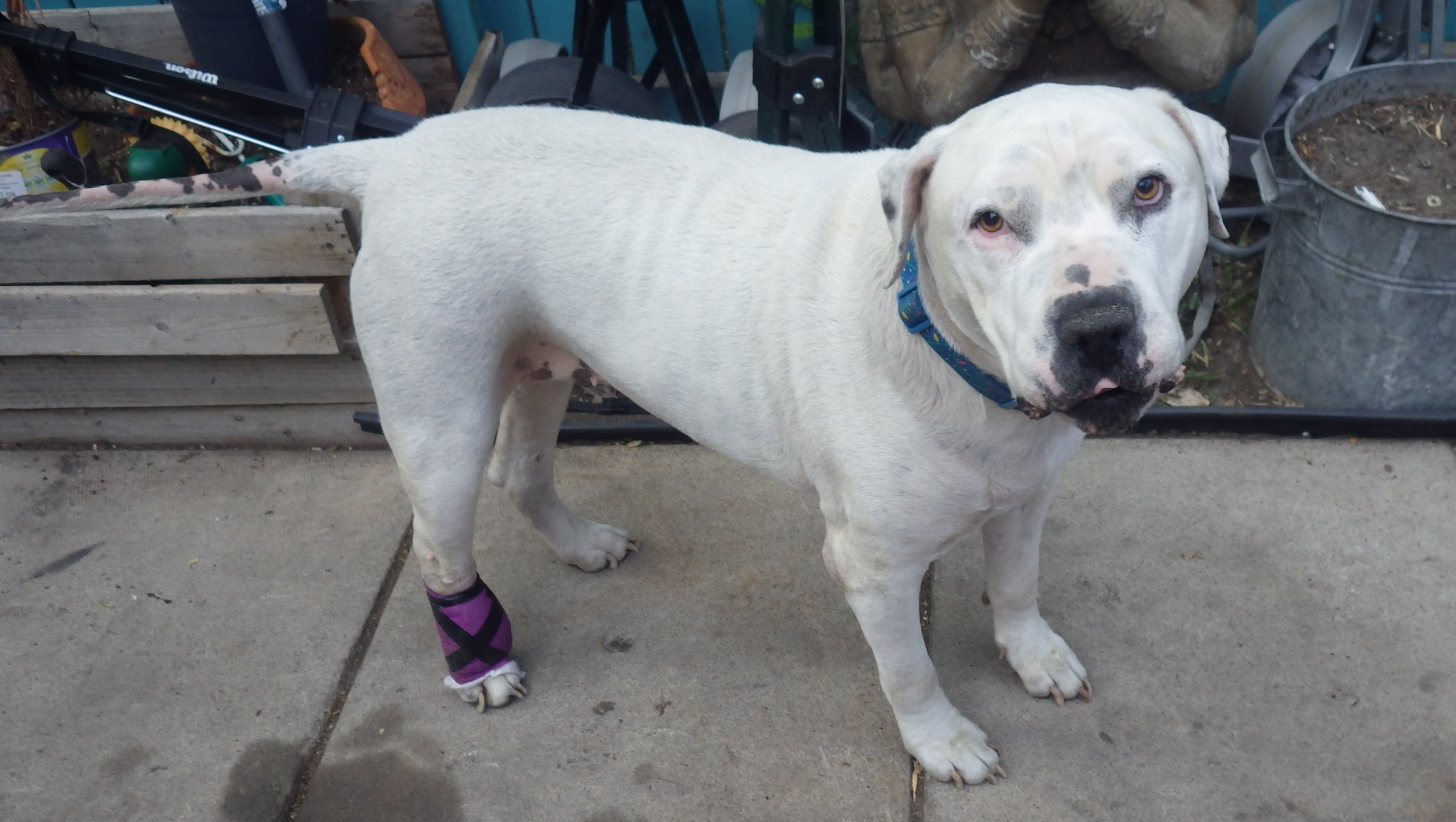 Fundraiser by TRACY HETHERINGTON : Surgery for Amus