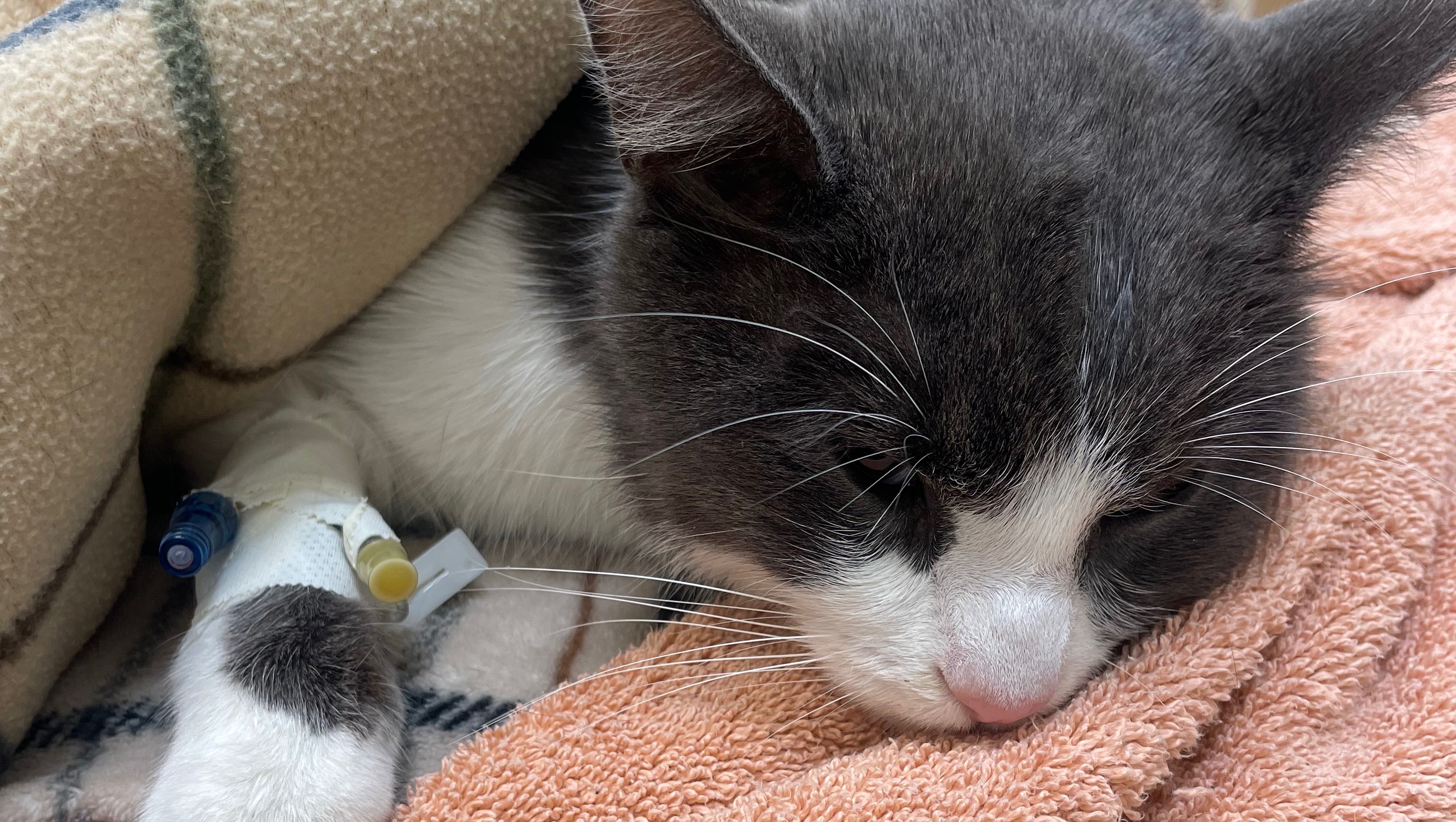 Fundraiser by Christopher Luong : LeeLee’s surgery