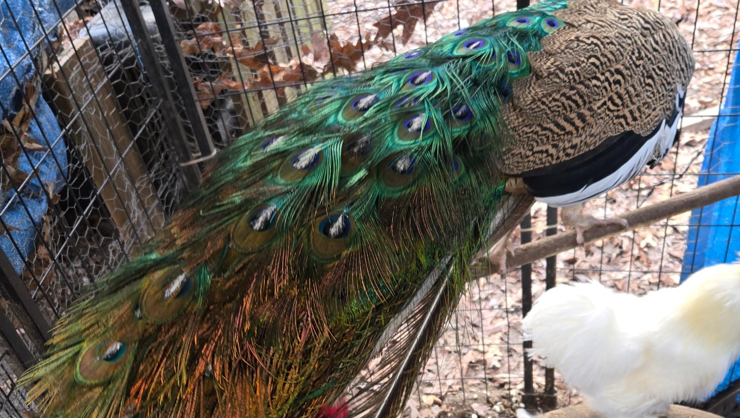 Fundraiser by Thomas Kahn : Help me keep my babies, Lucy, Ricky and others