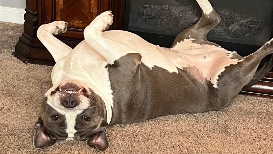 Fundraiser for Emily Cullen by Kaitlyn Maitland : Help Blu with her ...