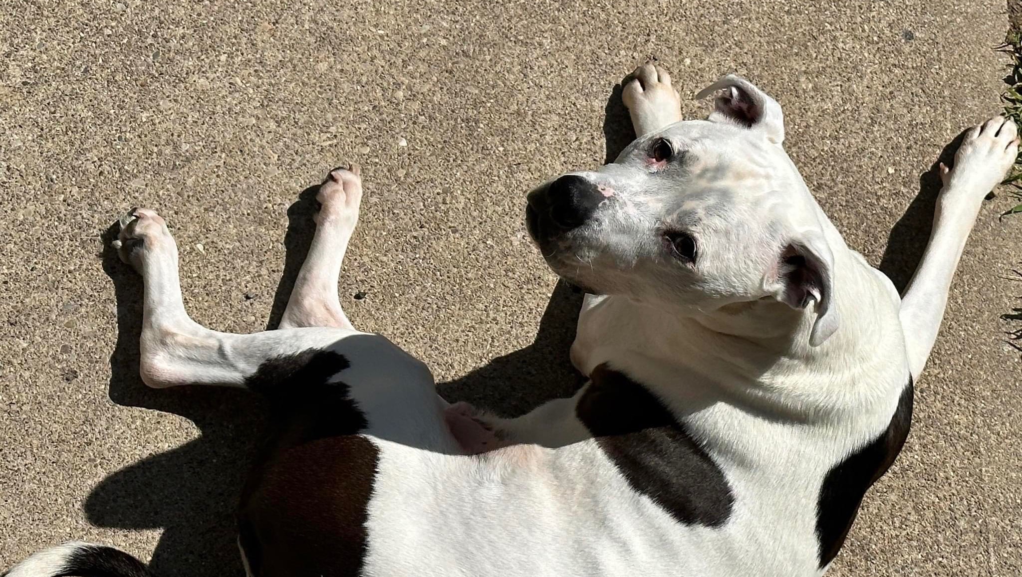 Fundraiser for Tricia Watts by Jamie Frey : Charlie isn’t well