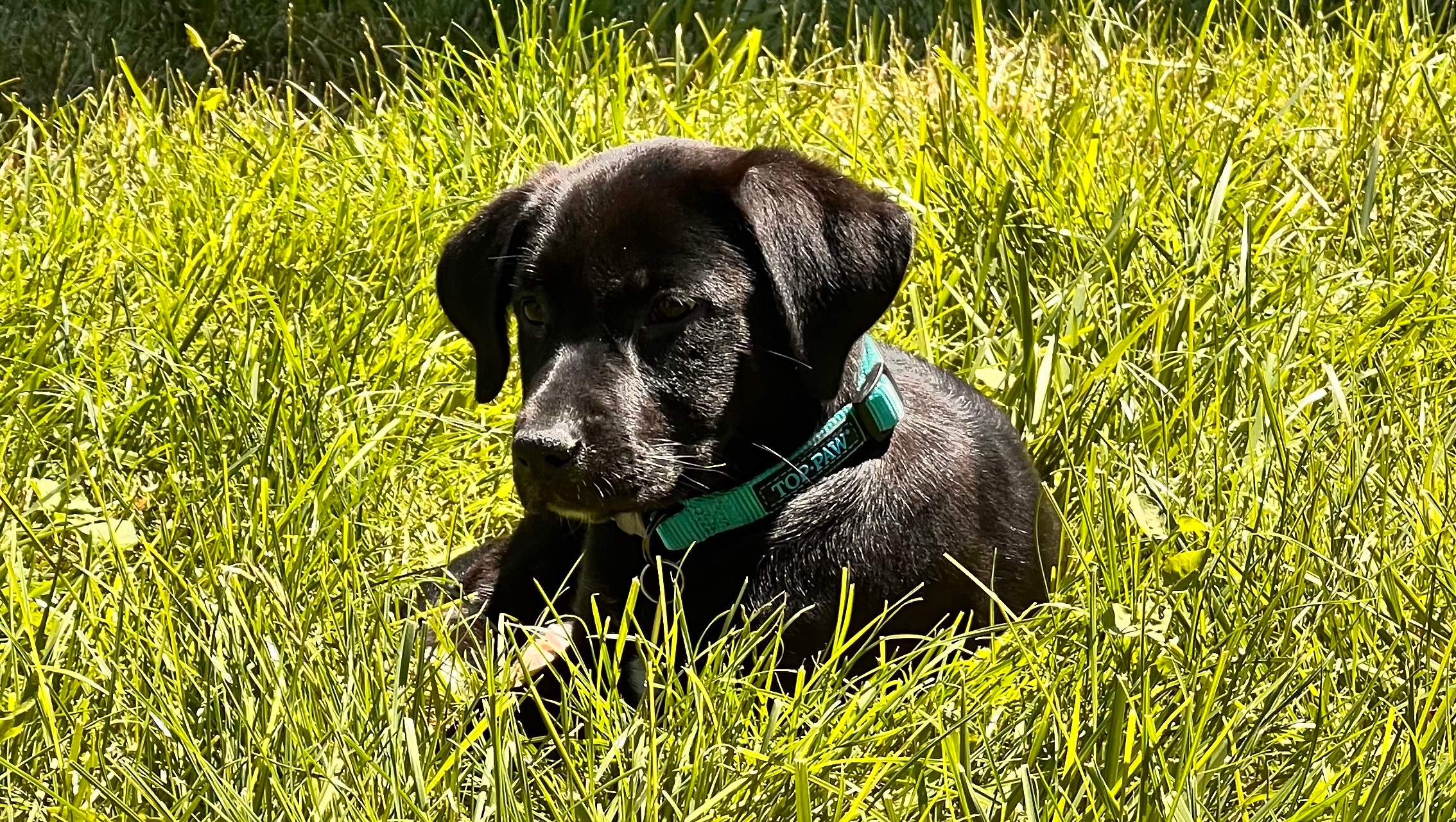 Fundraiser for Isaiah Krause by Chelsea Krause : Help Puppy Azula Fight ...