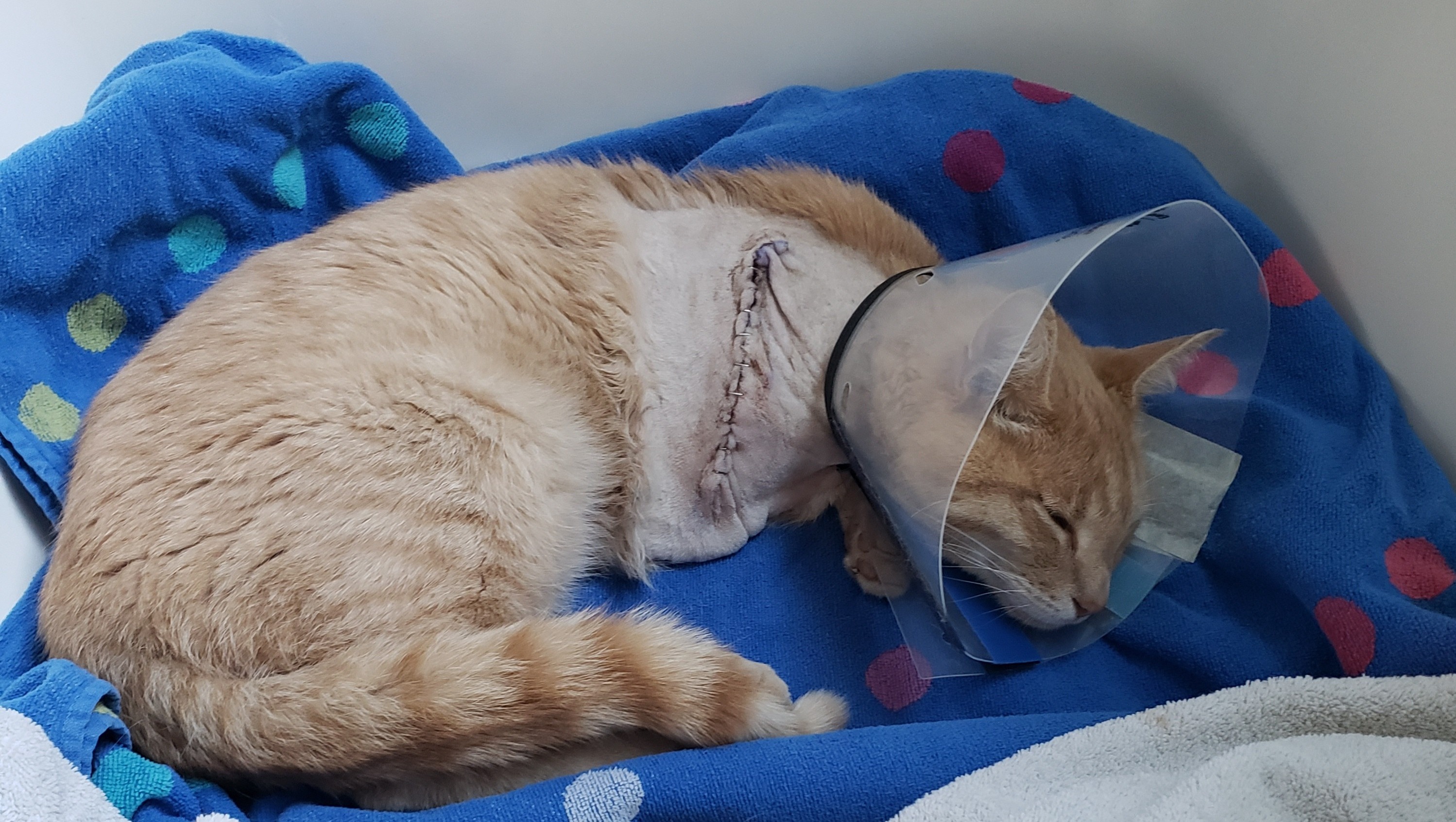 Fundraiser for Vhondalee Aquino Mann by Angie Harder : Charlie the Cat ...