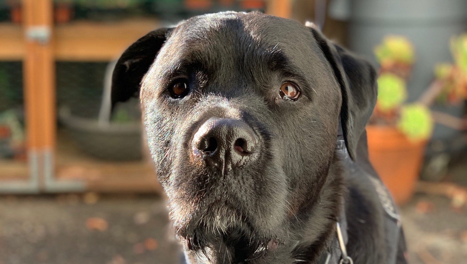 Fundraiser by Aili Ice : Max for his amputation surgery because of cancer.