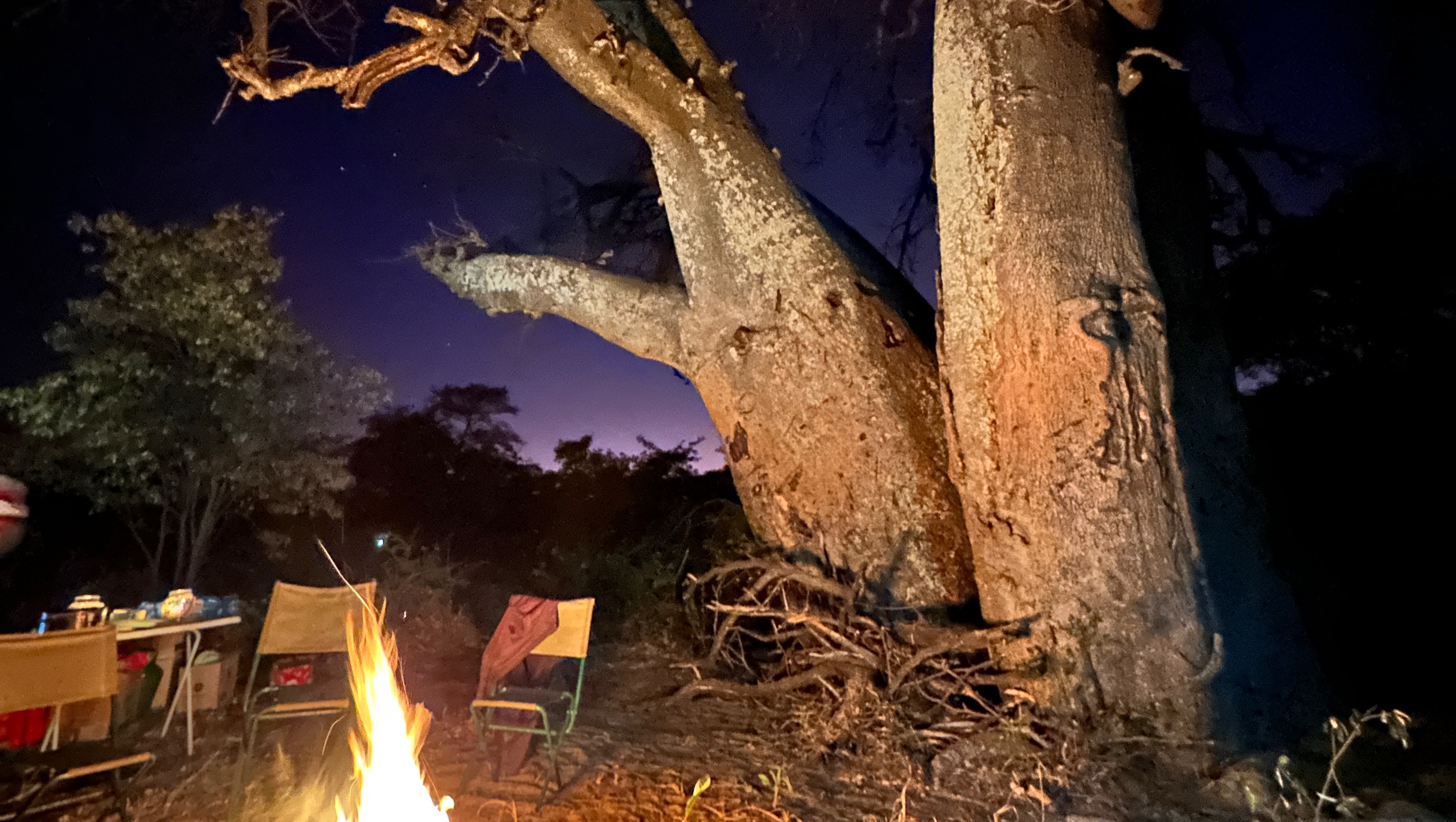 Fundraiser by Kelsey Prediger : Help us Protect Pangolins & Build our ...