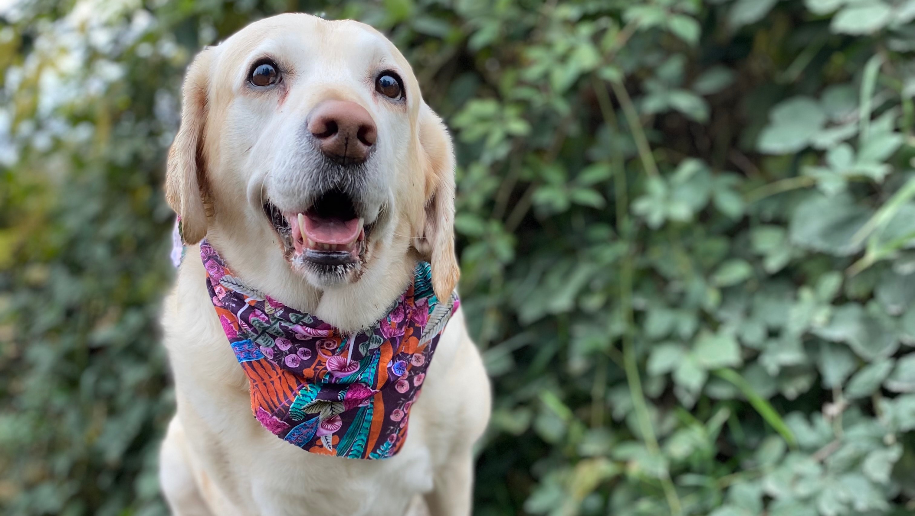 Fundraiser by Morgan Riddle : Help Crimson’s Fight Against Cancer