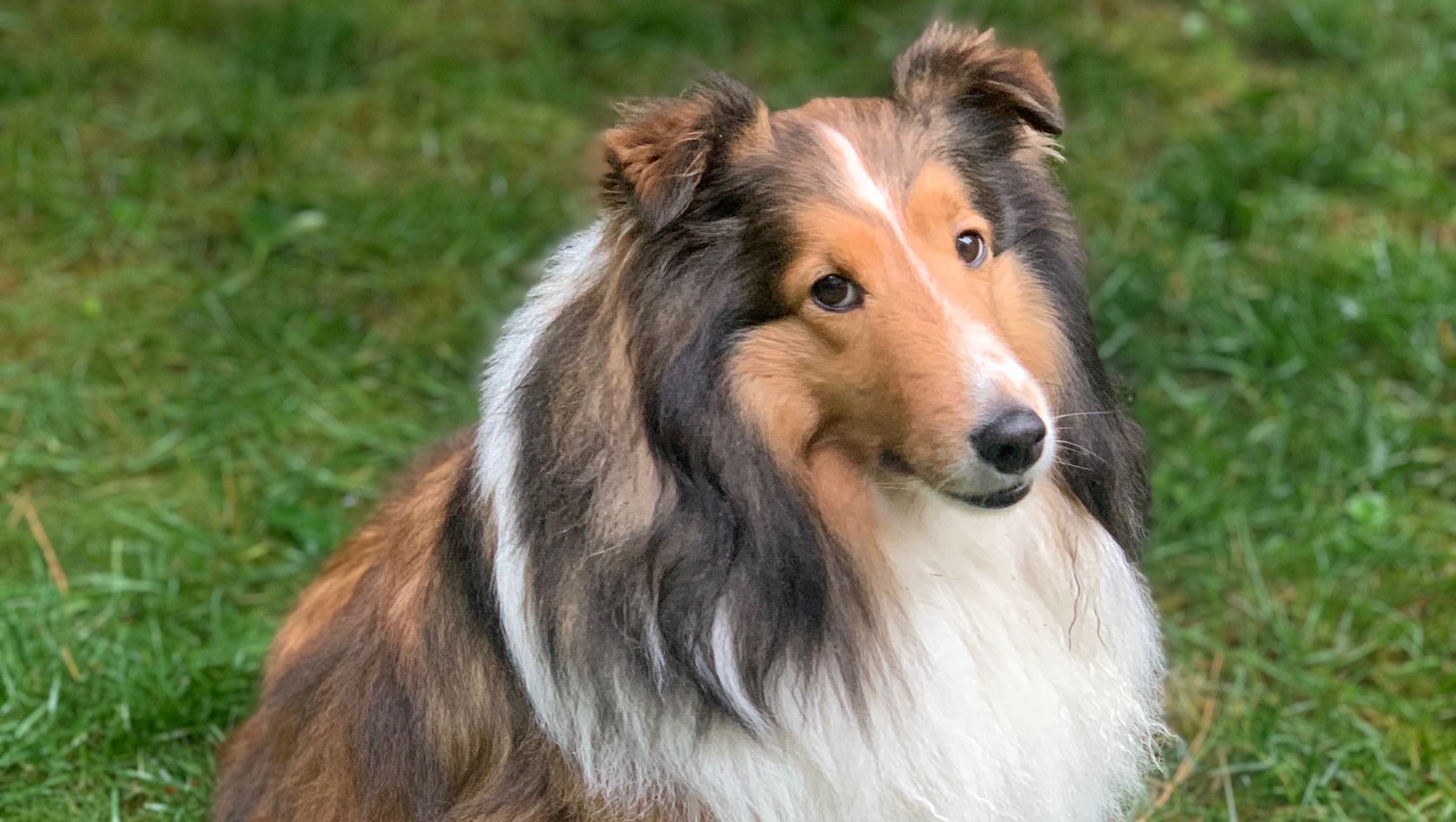 Fundraiser for Thomas Moring by Alison Arberg : Support for Lulu’s Surgery