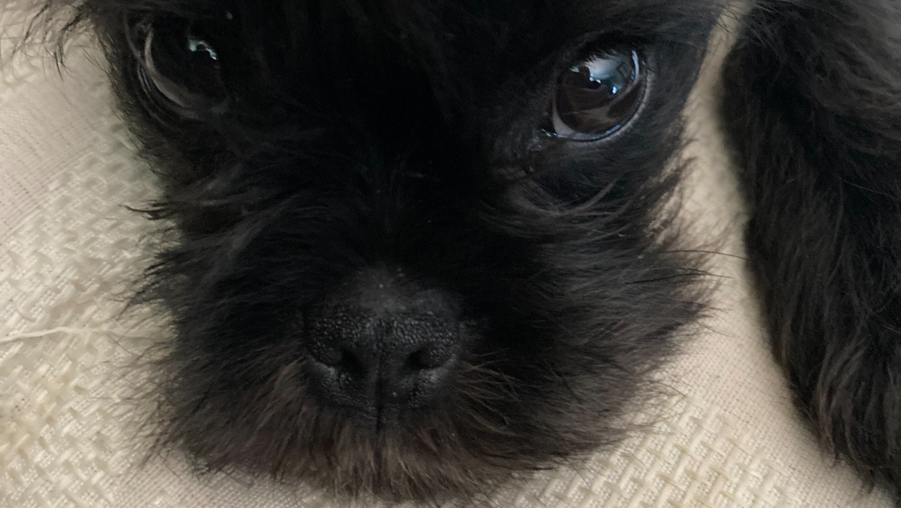 Fundraiser by Christie Tetreault : Saving Griffyn