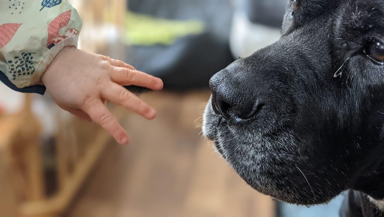 Fundraiser for Michael Haase by Ann-Katrin Bastian : rettet ivy!