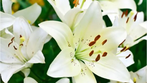 Fundraiser for Sharon Gabrielson by Sandra Wilson : Debra Kim Gabrielson