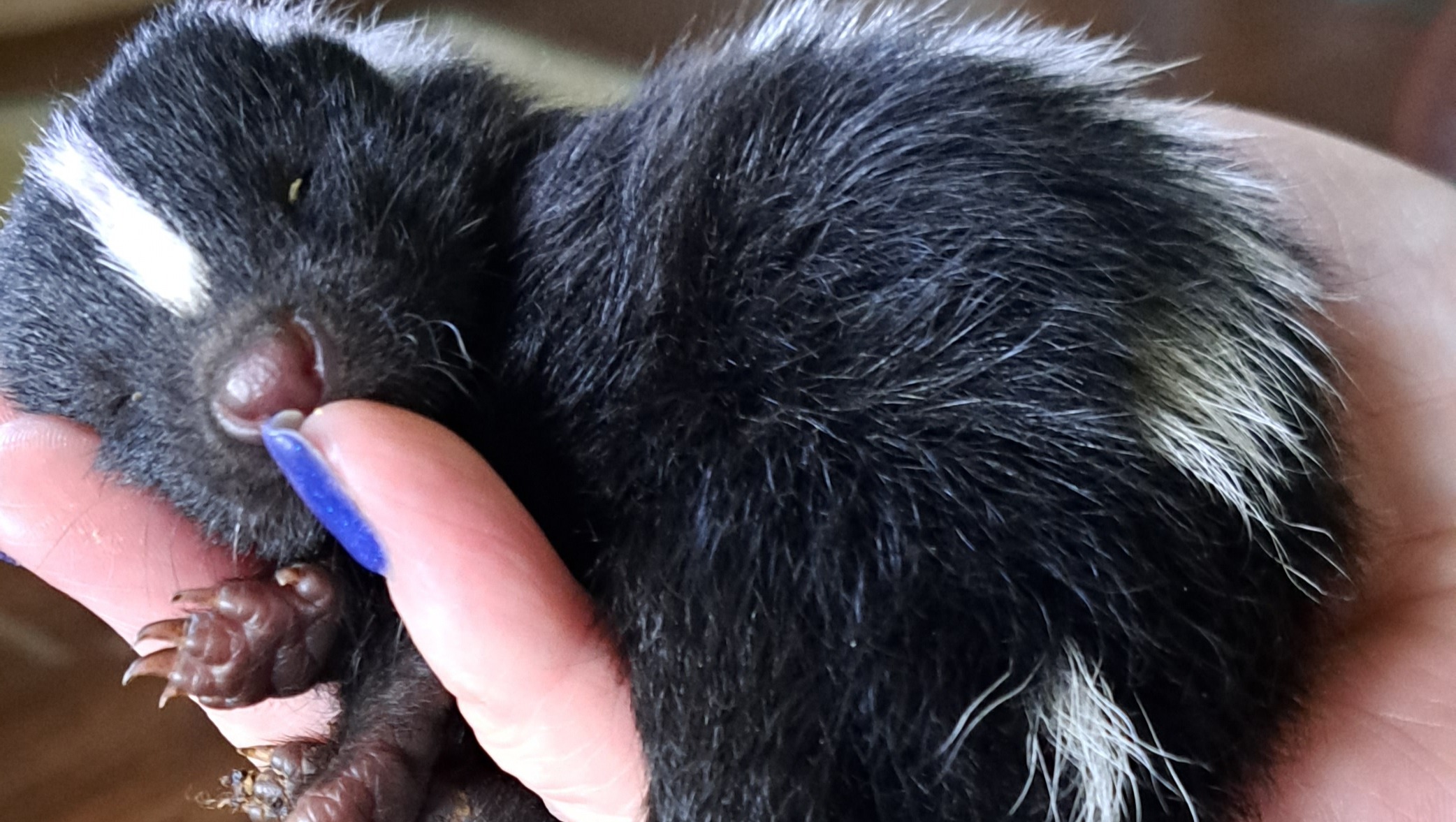 Fundraiser by Michelle Estes : Orphaned baby skunk