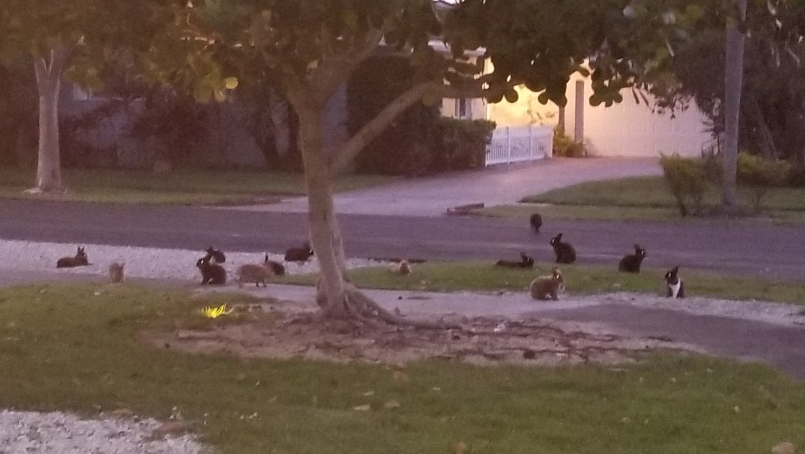 Fundraiser by East Coast Rabbit Rescue : Rescue over 100 bunnies before ...