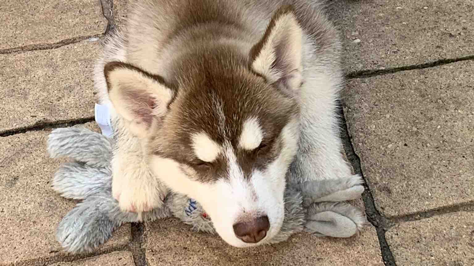 Fundraiser by Kat G : Finnick’s surgery funds!!!