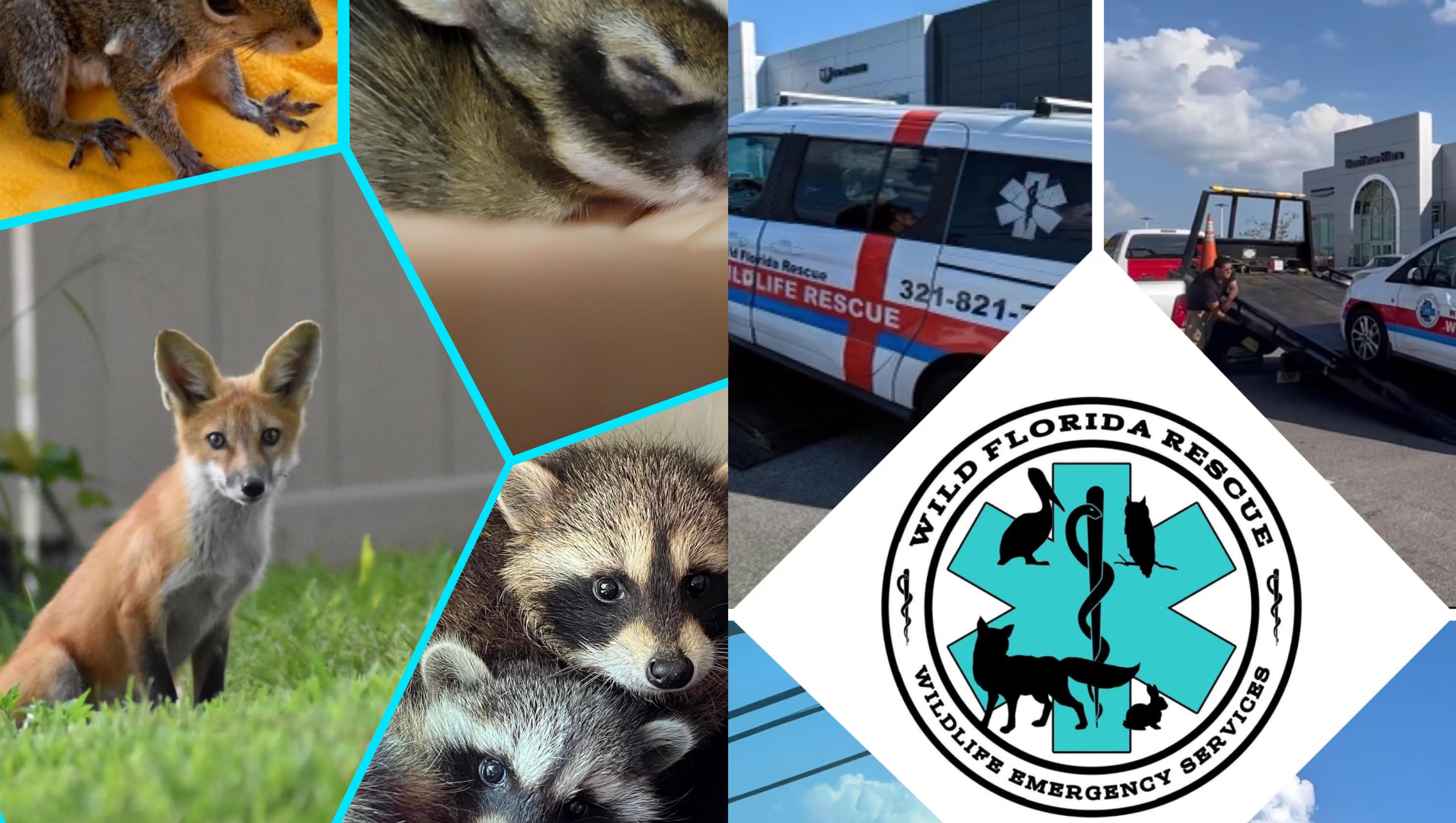 Fundraiser by Wild Florida Rescue Corp : Wildlife needs HELP!