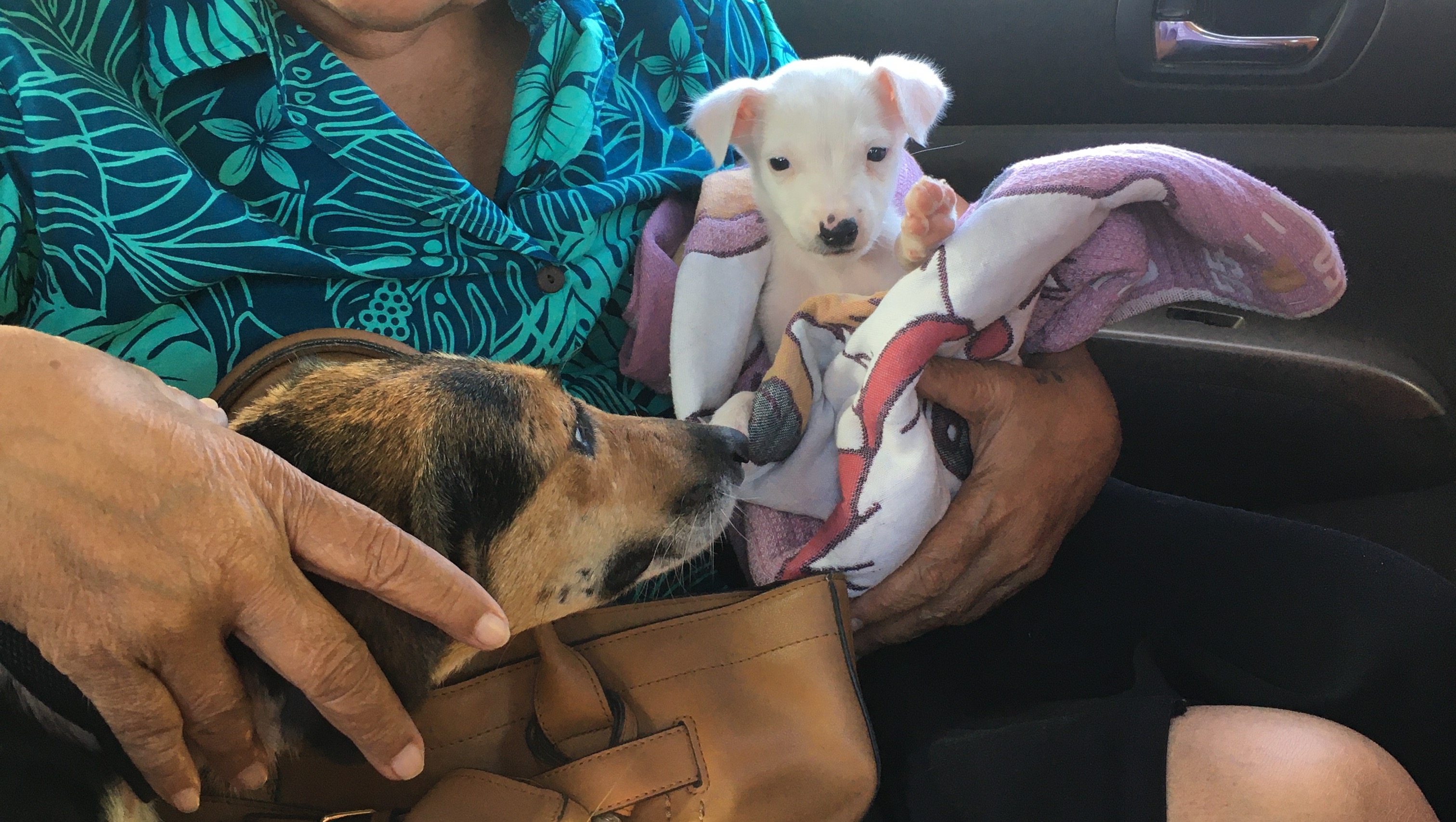 Fundraiser by Magdalena Harrison : Bring two abandoned dogs from the ...