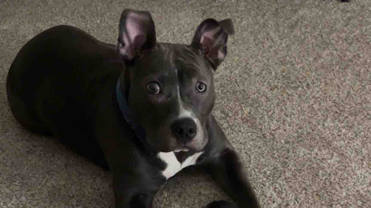 Fundraiser by Jayson Morgan : Help Haley Get Eye Surgery