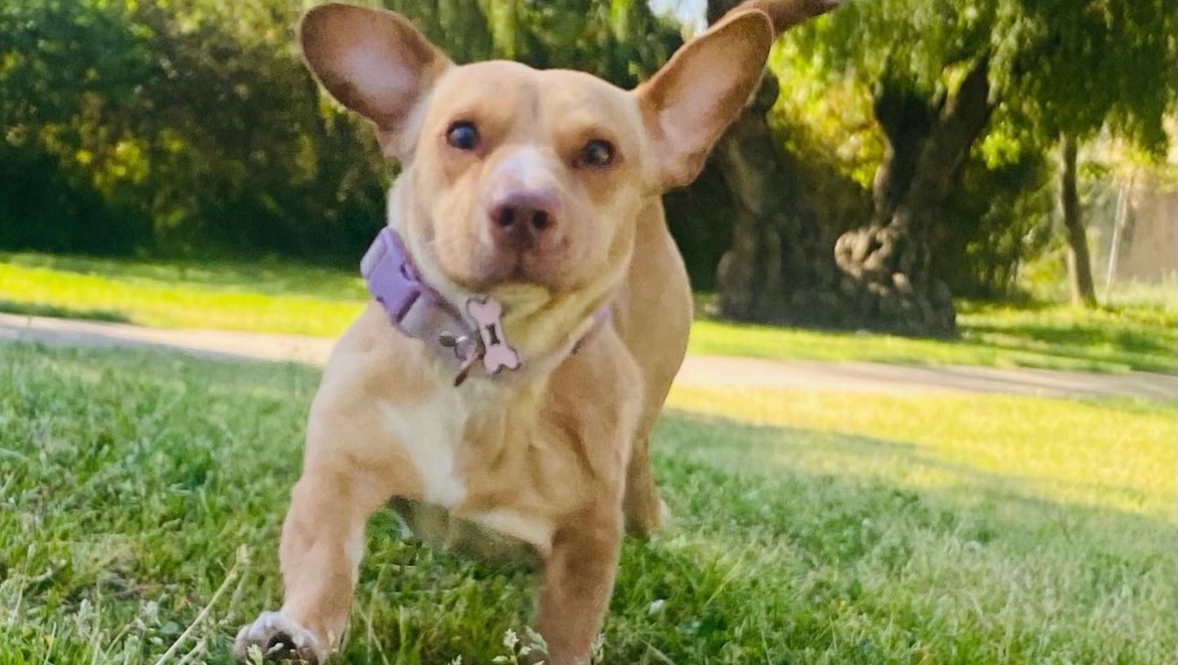 Fundraiser by Dylan Cordova : Help Noelle with spinal surgery