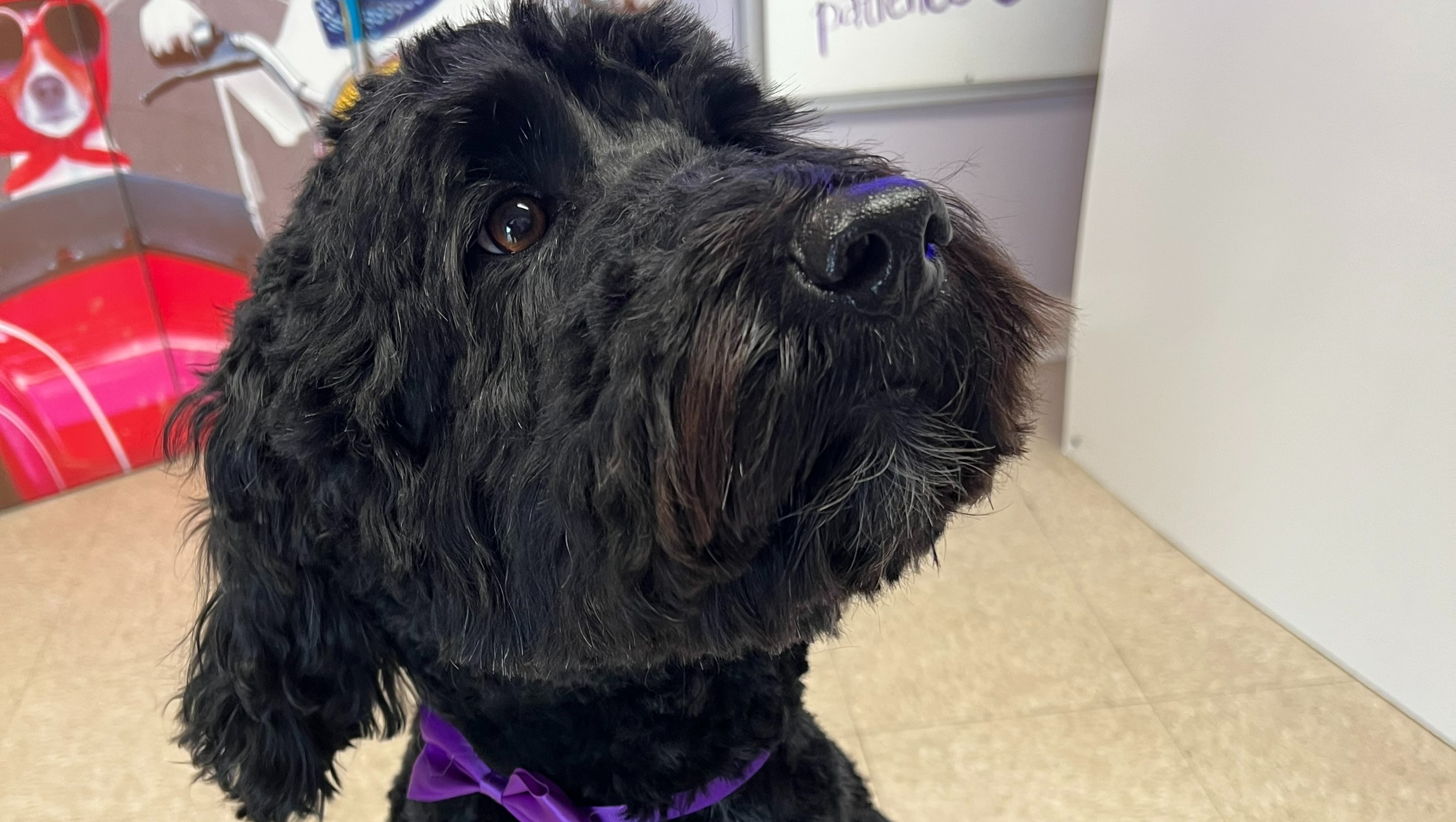 Fundraiser by Marlyn Campbell : Justice for Pepper