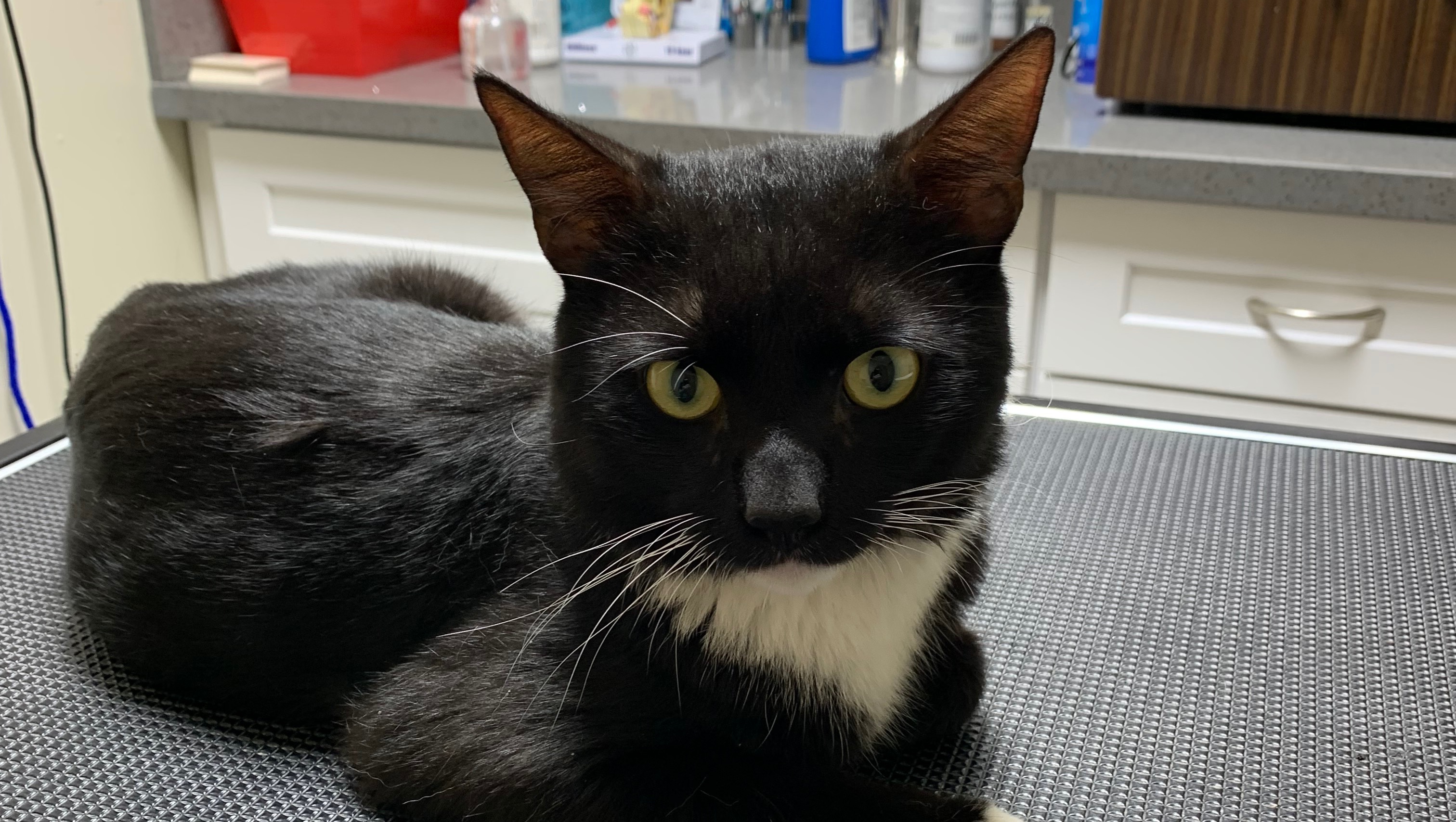 Fundraiser by Bianca Priddy : Donate to help Dalton, cat with infected leg