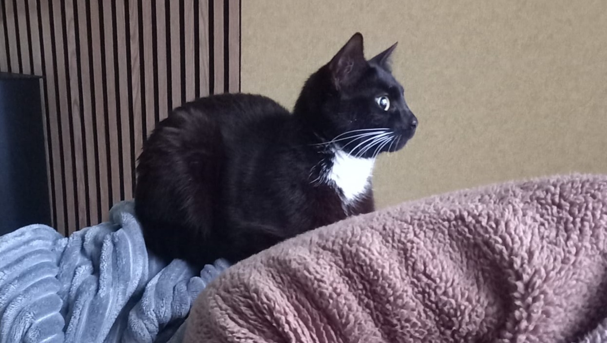 Fundraiser by khorie greig : Help Betty!!!