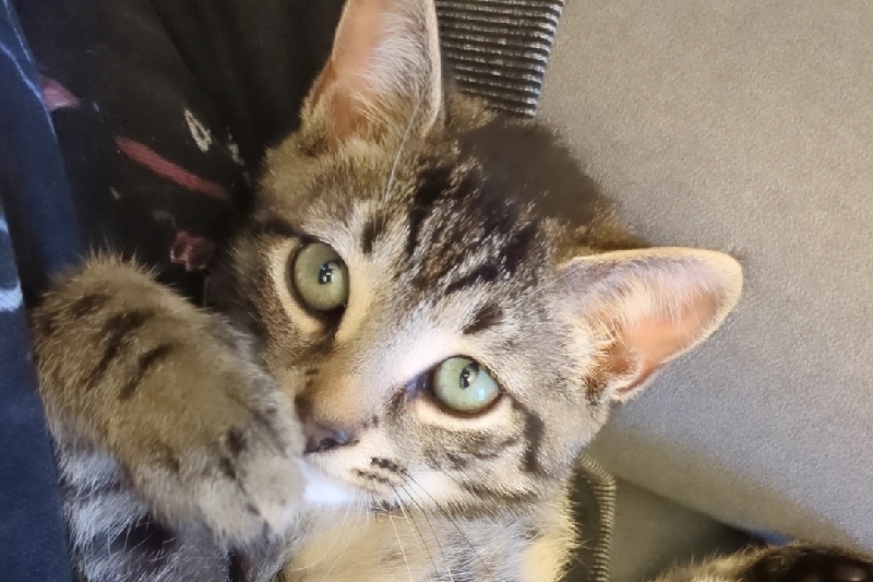 Fundraiser by Kayce Speranza : Kayce's Cat Rescue