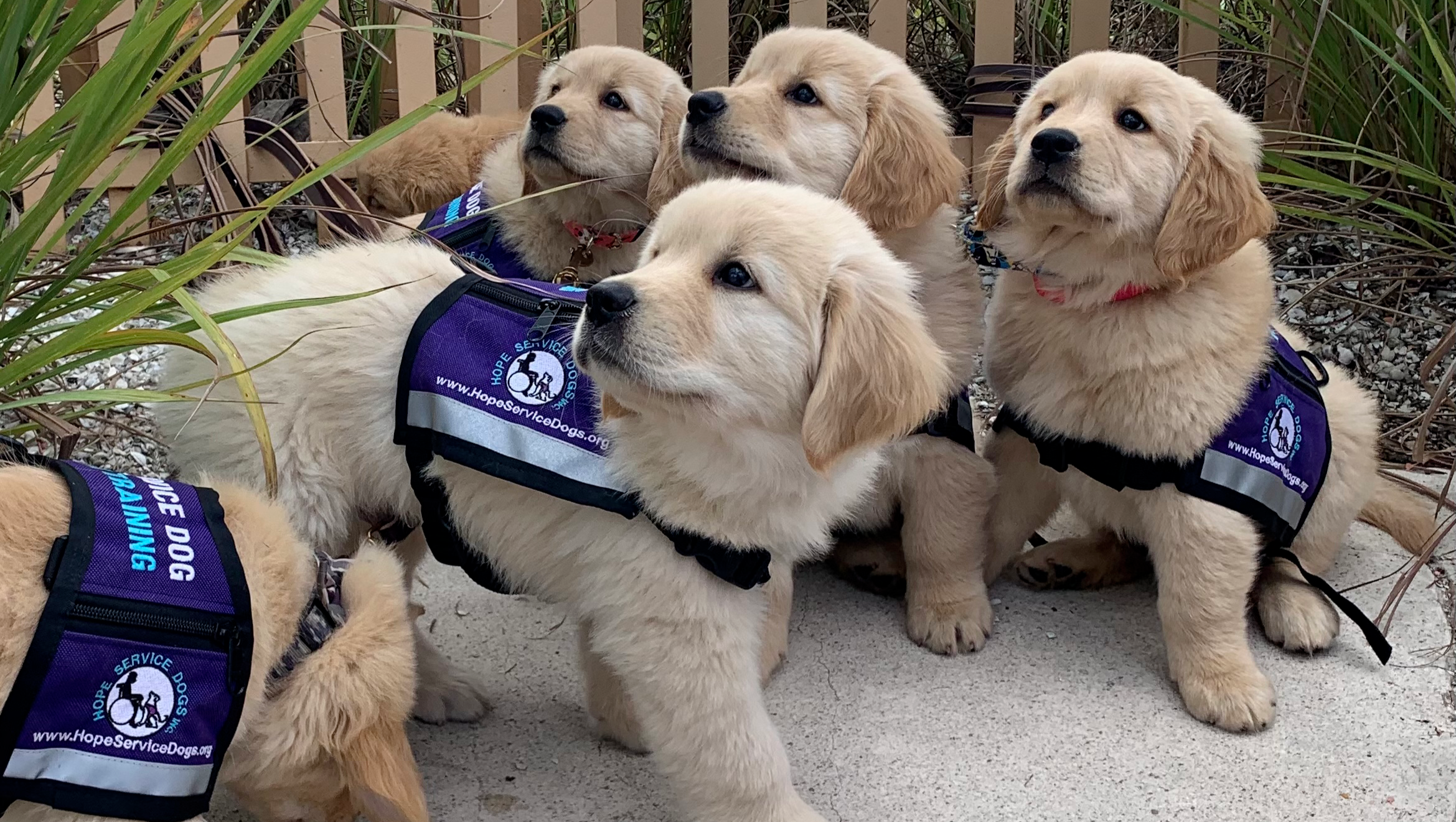 Fundraiser by David Goldenberg : Help our nephew get a service dog