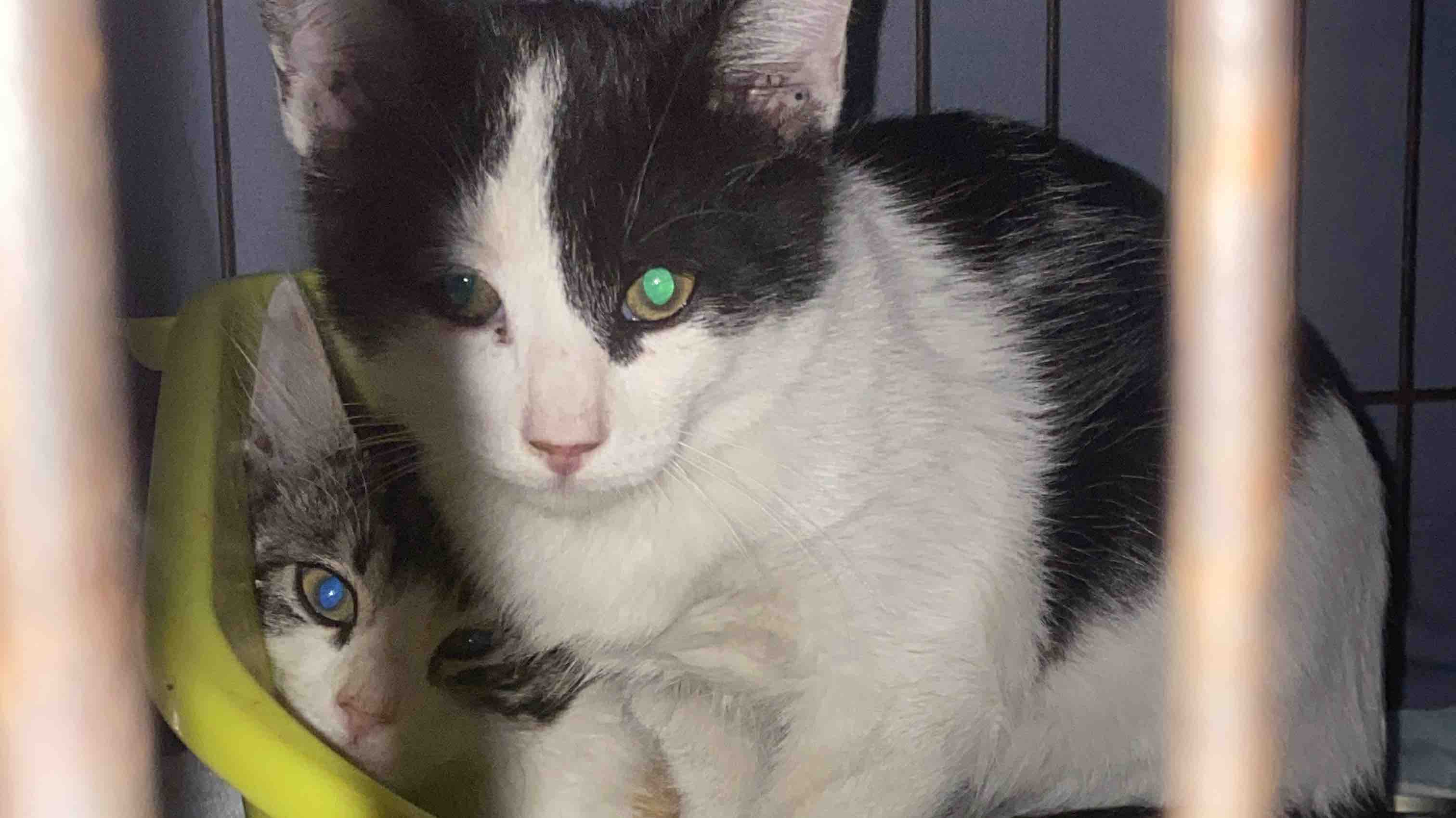 Fundraiser by Danae Ochoa : Feral Kitten Funds!