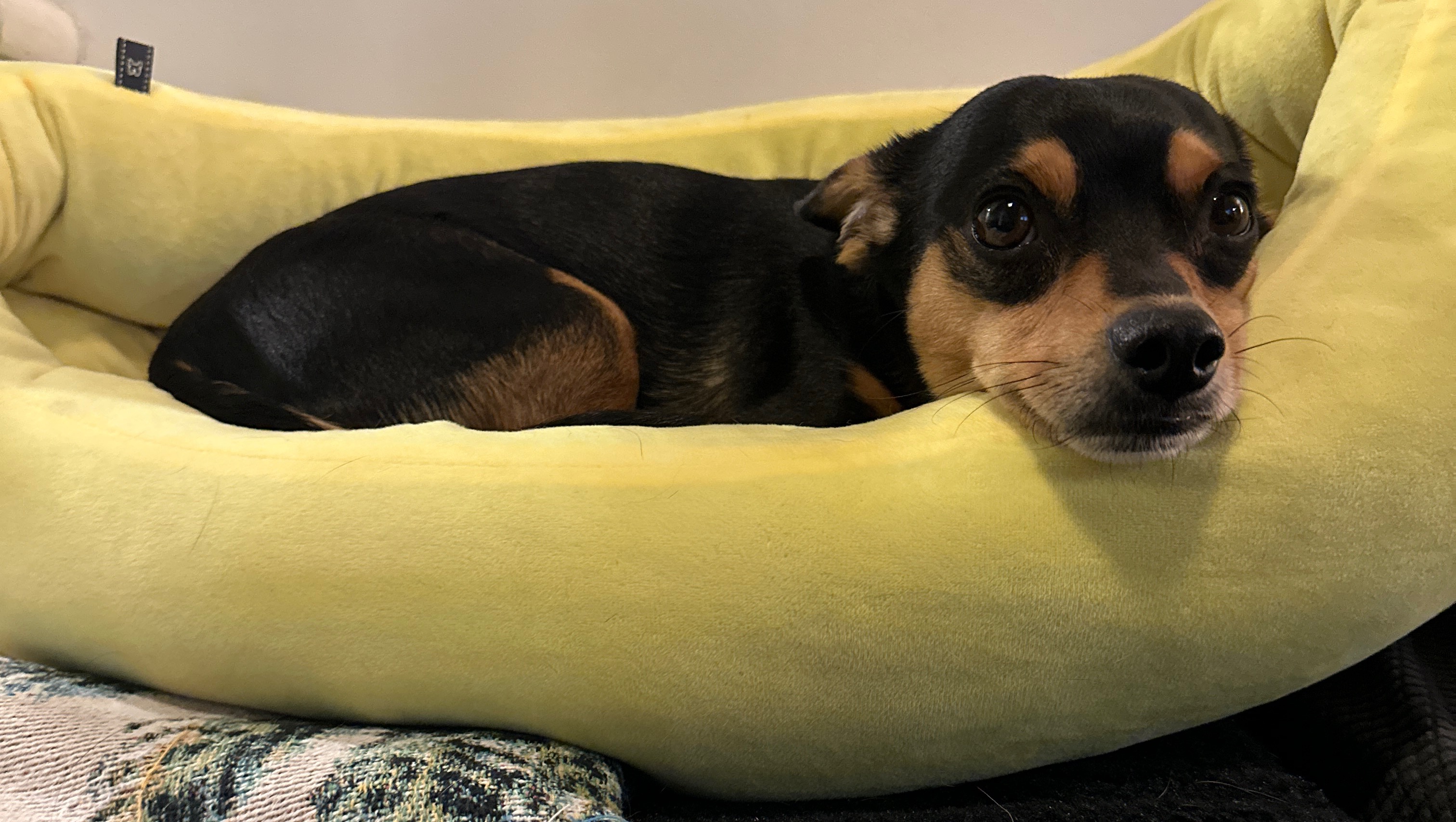 Fundraiser by Jaclyn Nemec : Rex Emergency Surgery