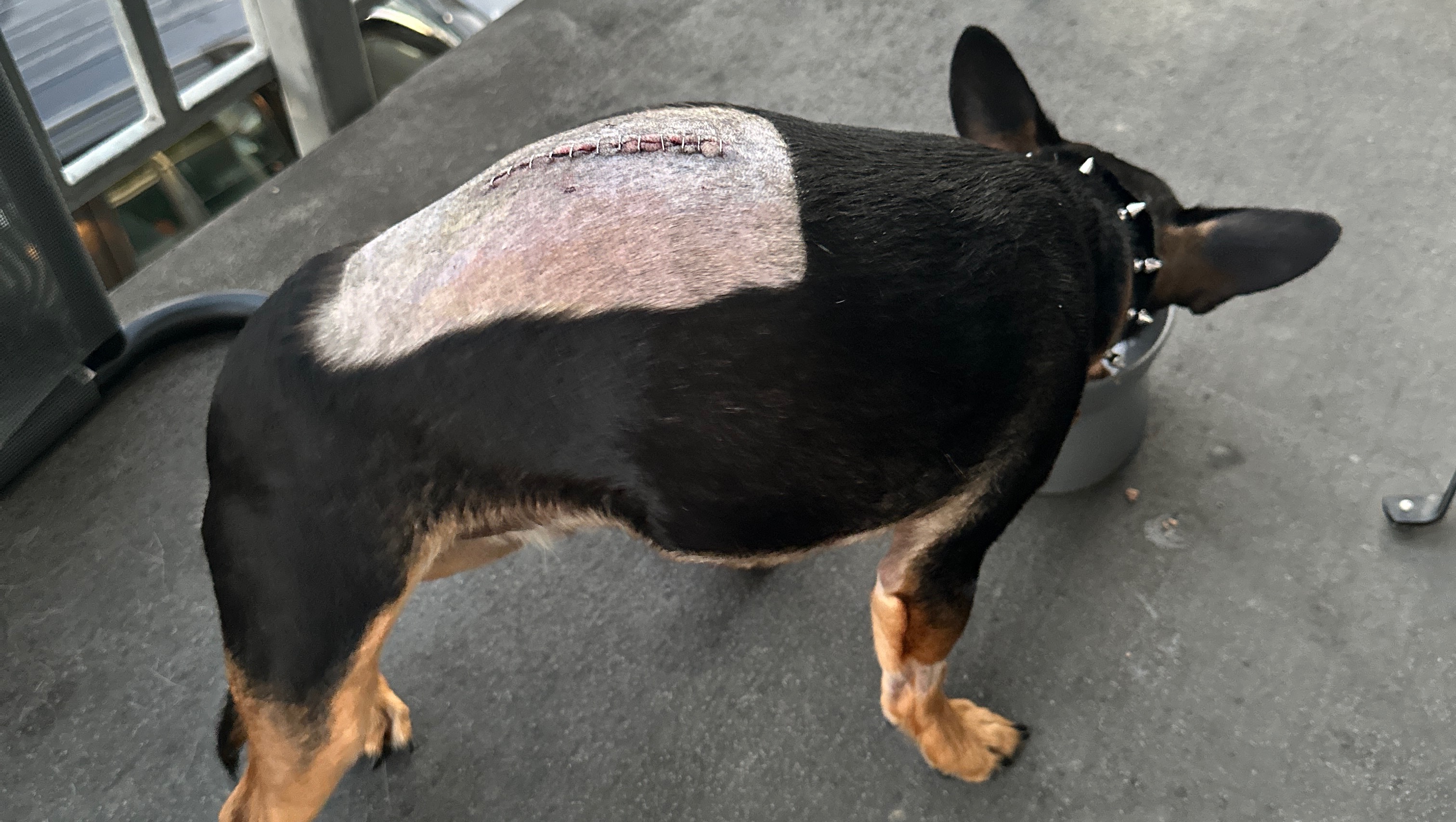 Fundraiser by Jaclyn Nemec : Rex Emergency Surgery