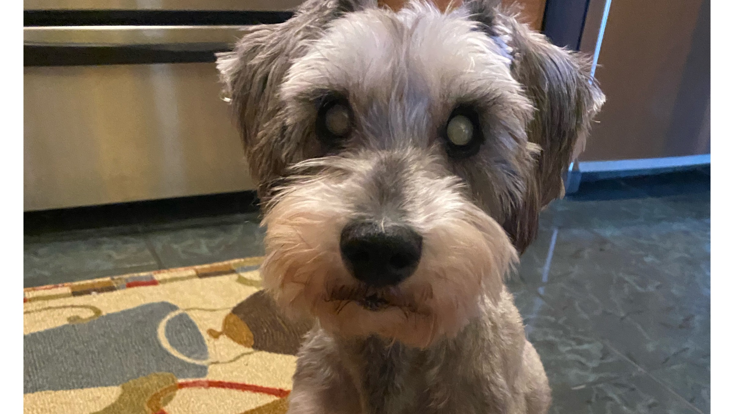 Fundraiser by Amanda Schmitz : Archie's Vet Bills