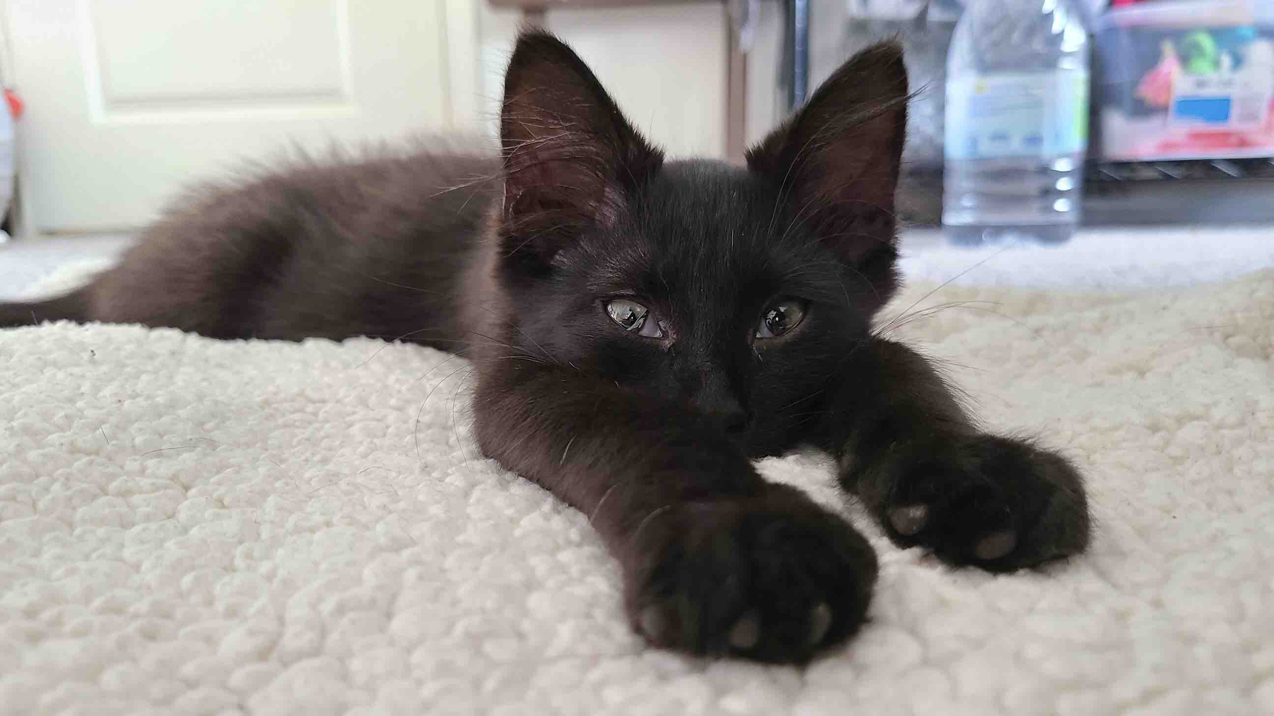 Fundraiser by Serena Hernandez : Please help my kitten June-bug