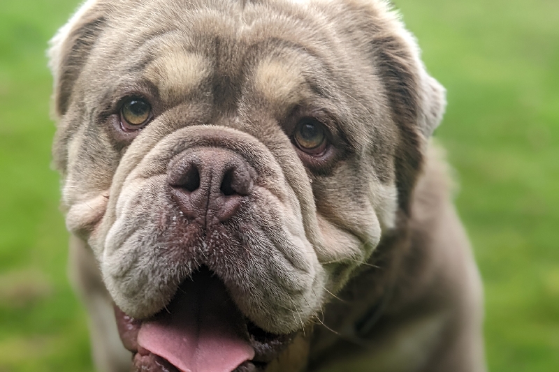 Fundraiser by F Lambert : Help Fluffy with his Boas surgery funds