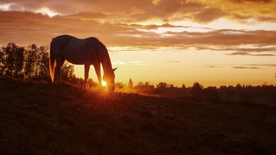 Fundraiser by Lucy Forsyth : Ballground Georgia Barn Fire
