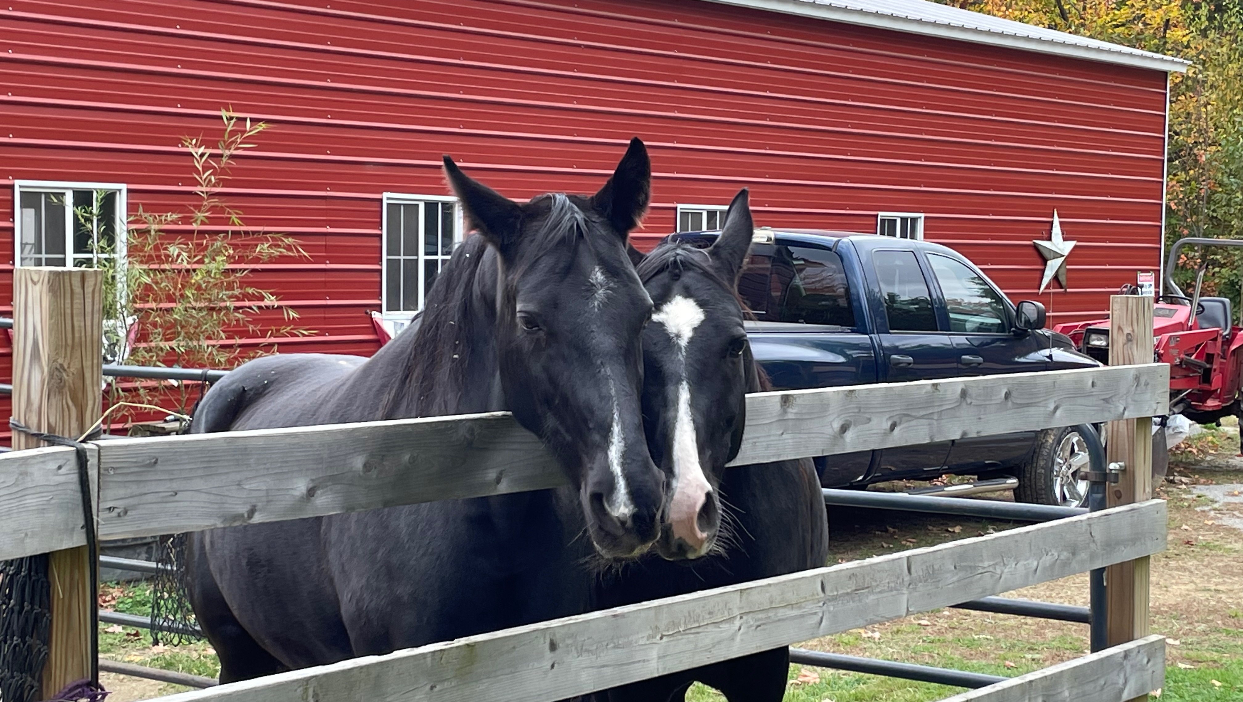 Fundraiser by Colleen Jezierski : Build a quarantine barn