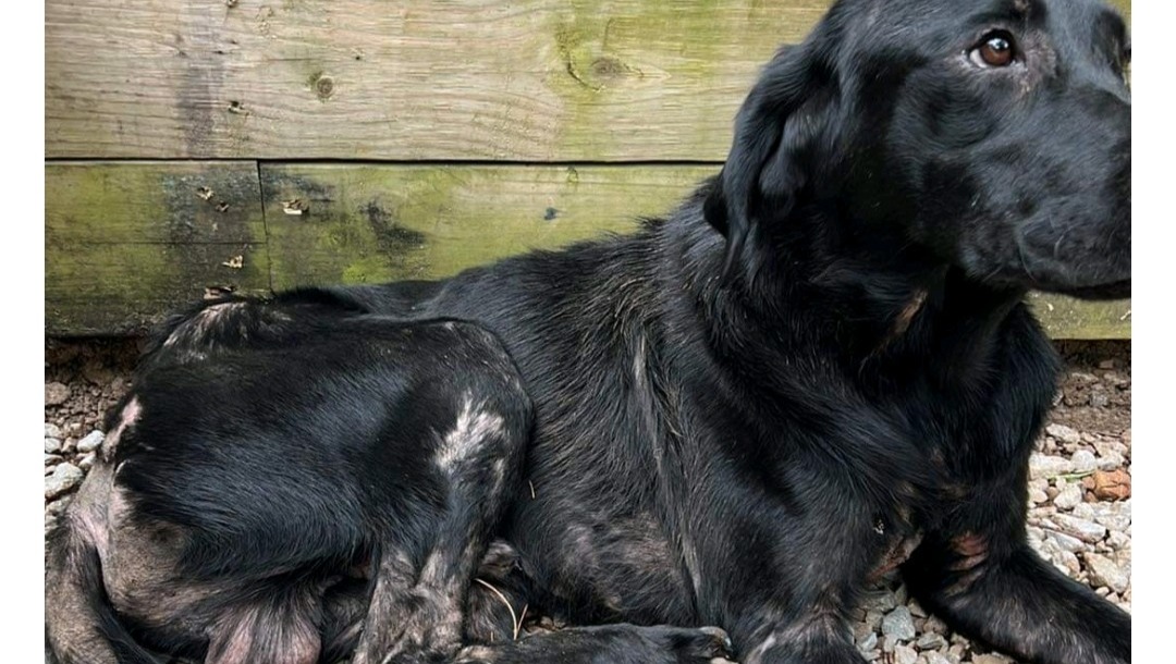 Fundraiser by Eileen Halpin : Helping Friendly get the surgery & care ...