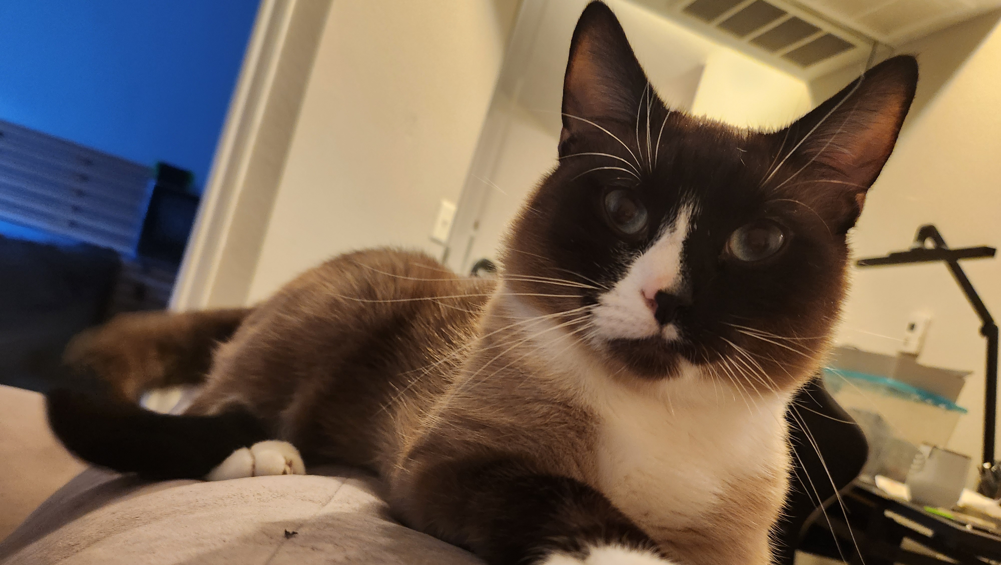 Fundraiser by Nicholas Kenney : Help Keep Shio Healthy